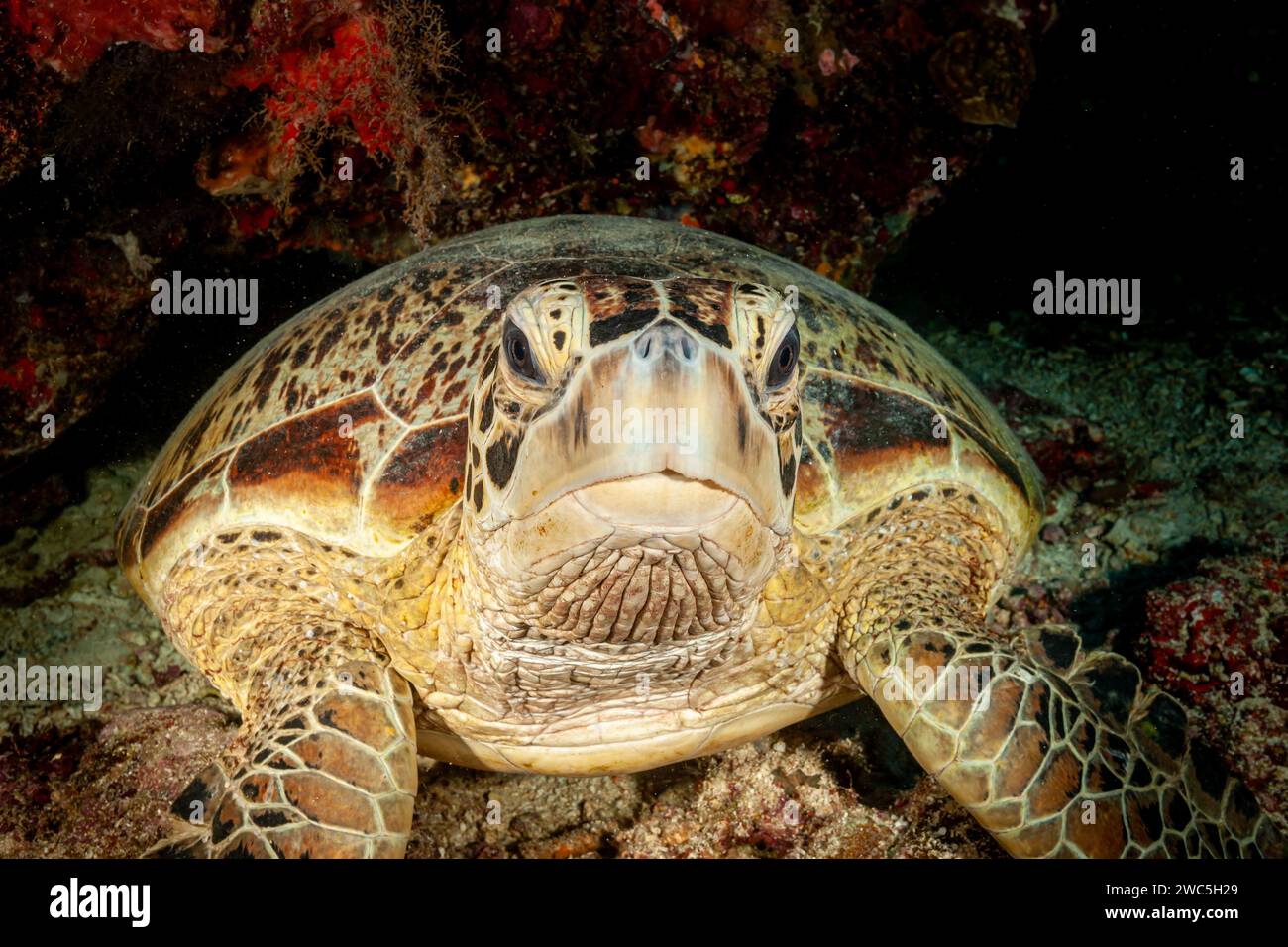 Malaysia, Sabah, Sipadan, Green Sea Turtle (Chelonia mydas Stock Photo ...