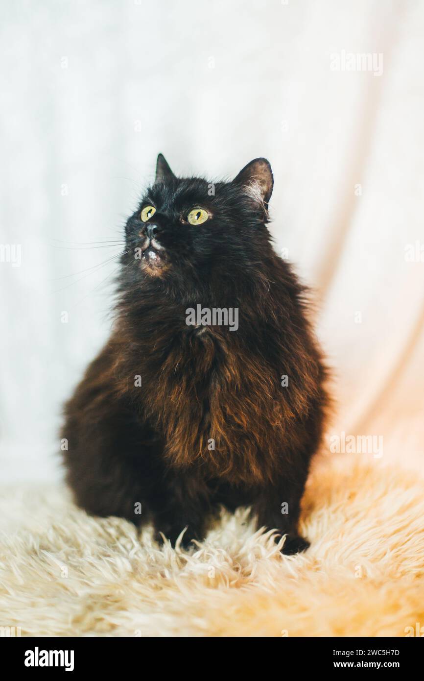 Black long-haired house cat Stock Photo - Alamy