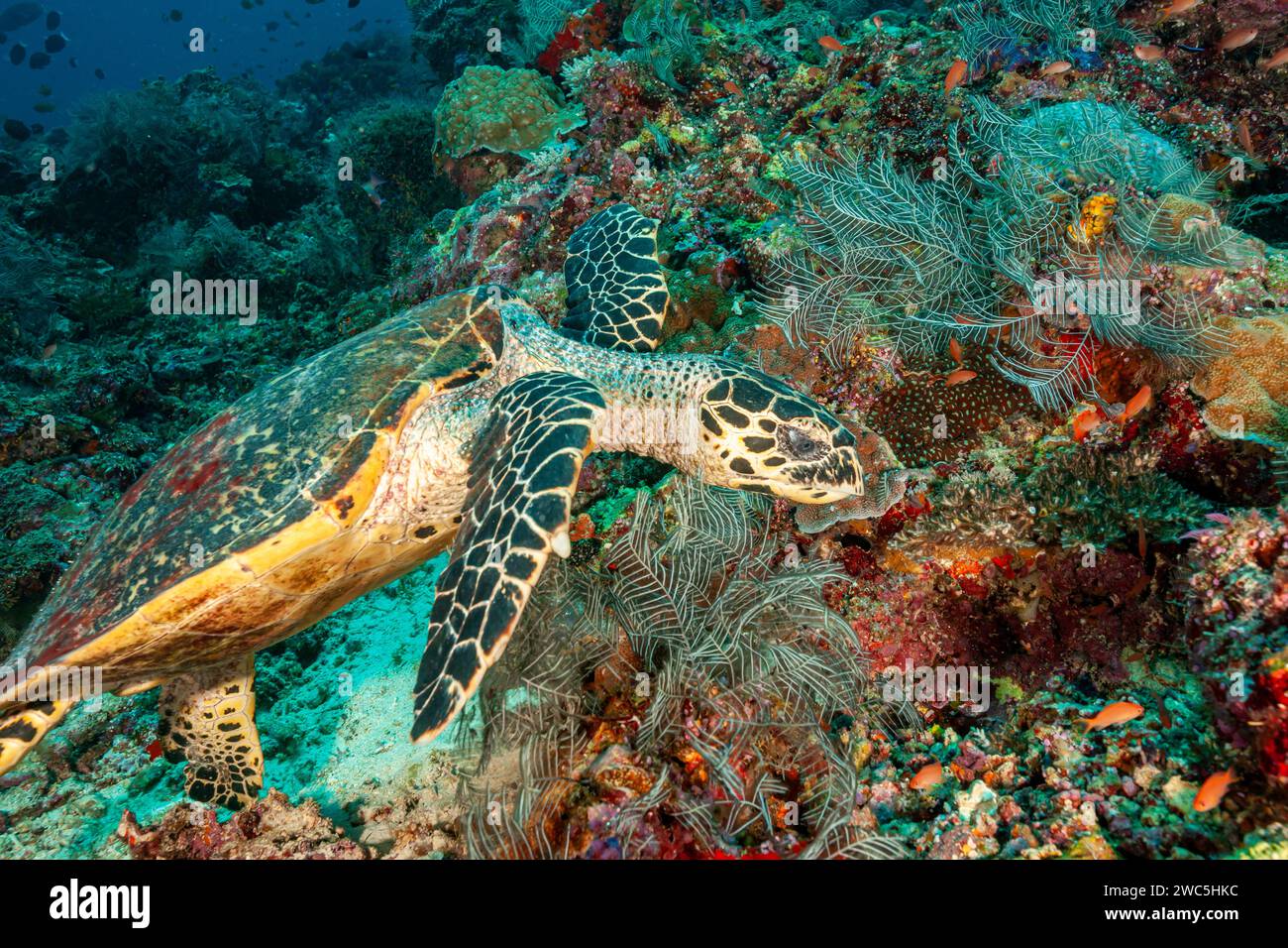 Malaysia, Sabah, Sipadan, Hawksbill Sea Turtle (Eretmochelys imbricata ...