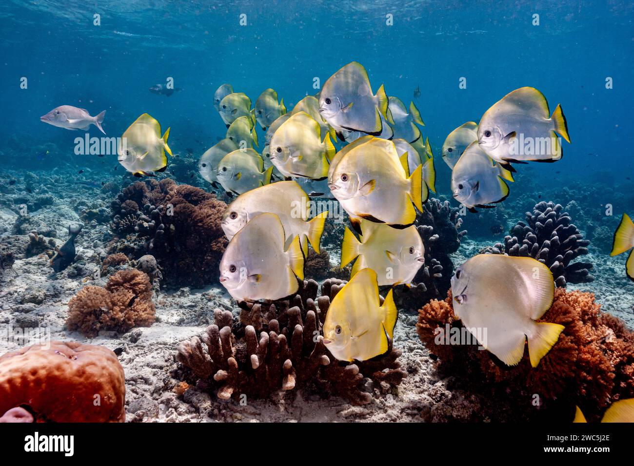 Malaysia, Sabah, Sipadan, Golden Batfish (Platax boersii Stock Photo ...
