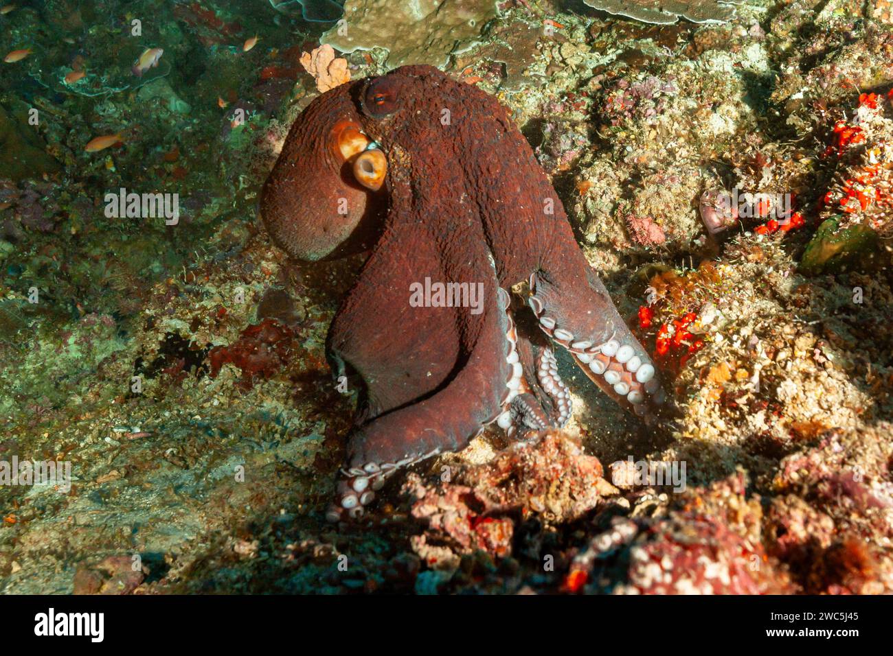 Malaysia, Sabah, Sipadan, Common Octopus (Octopus vulgaris Stock Photo ...