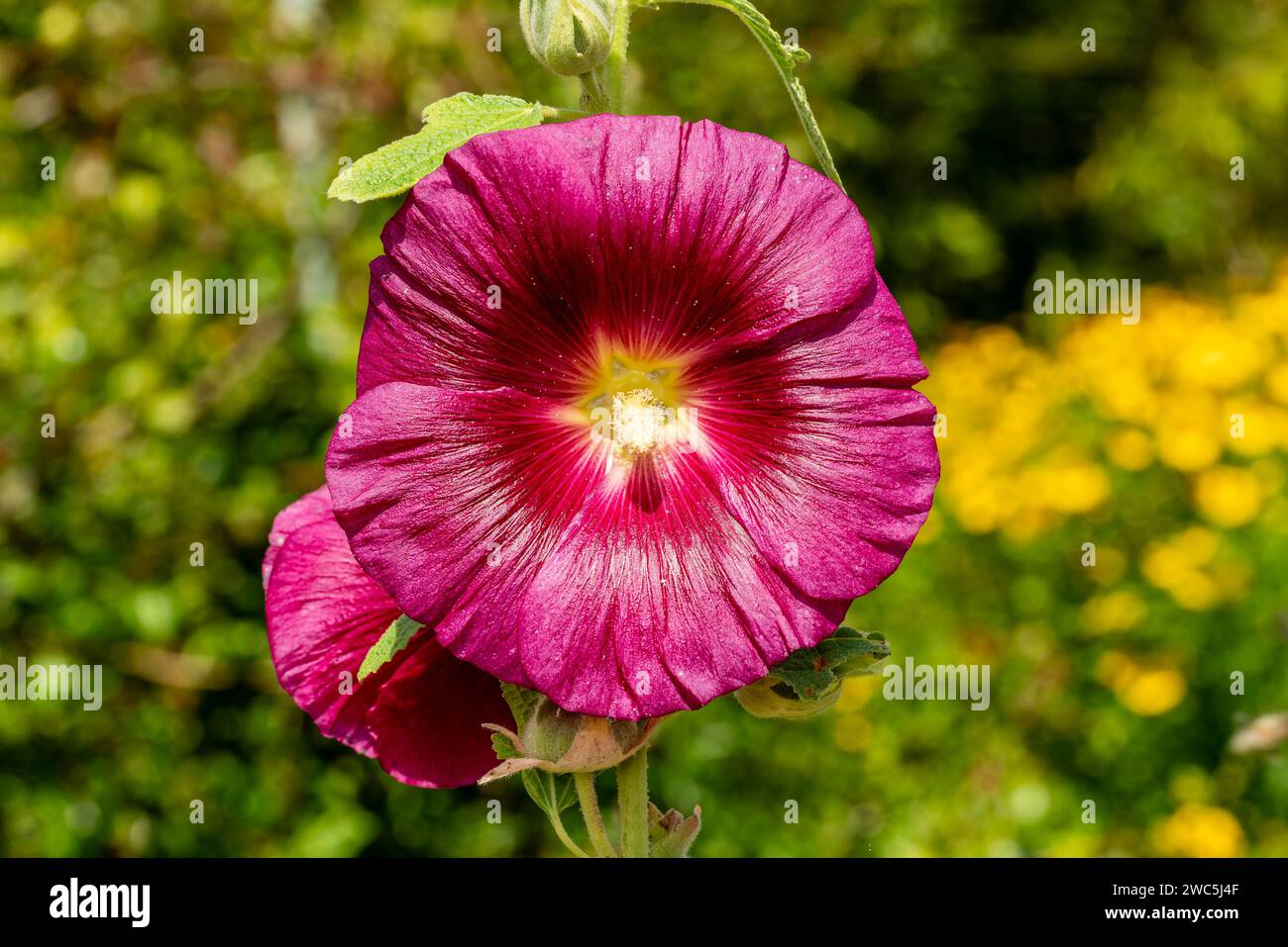 Alcea 'Burgundy Towers' (althaea rosea) a tall flowering plant commonly ...