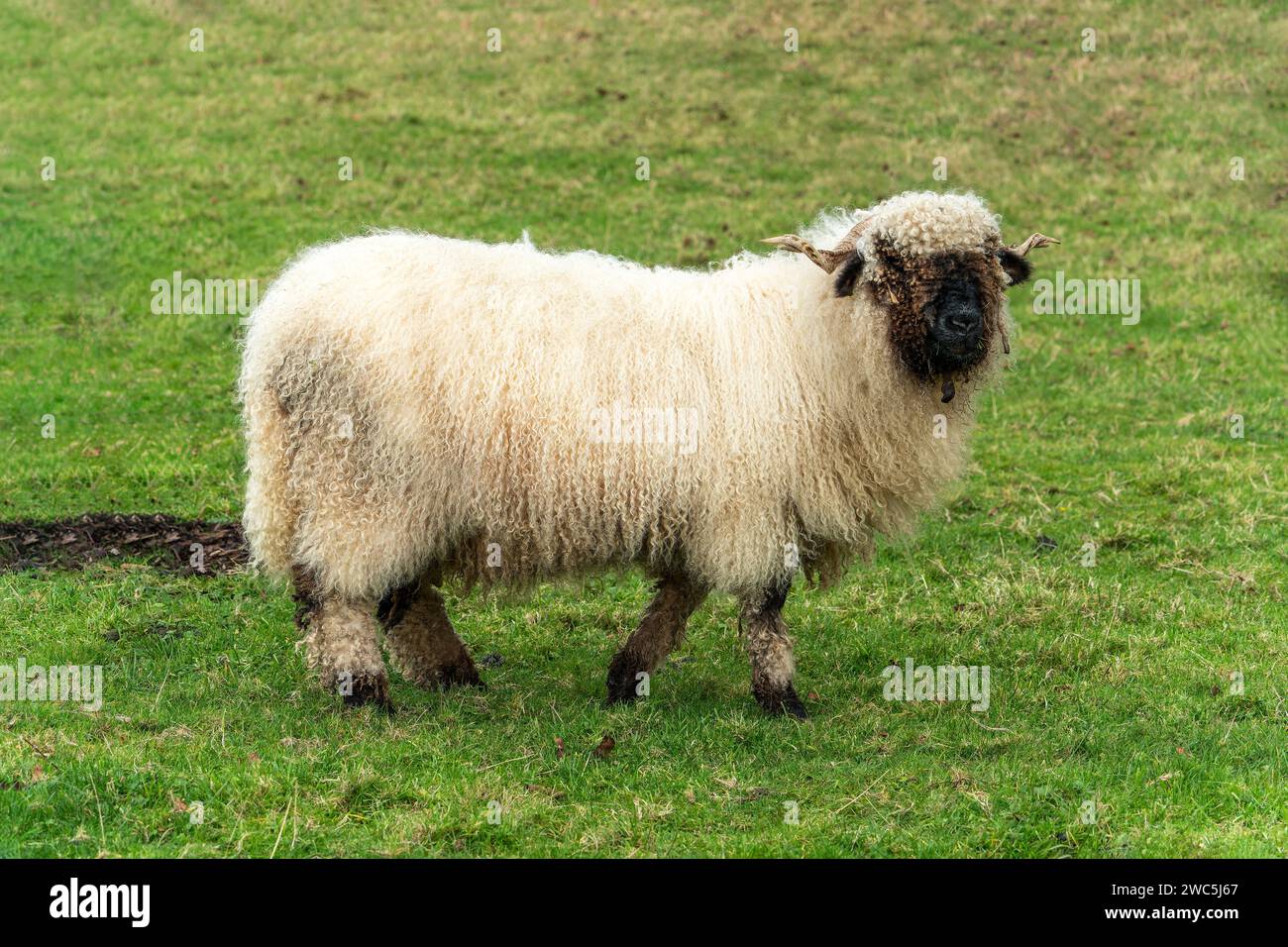Valais Blacknose Sheep in a lush green meadow on an agricultural farm ...