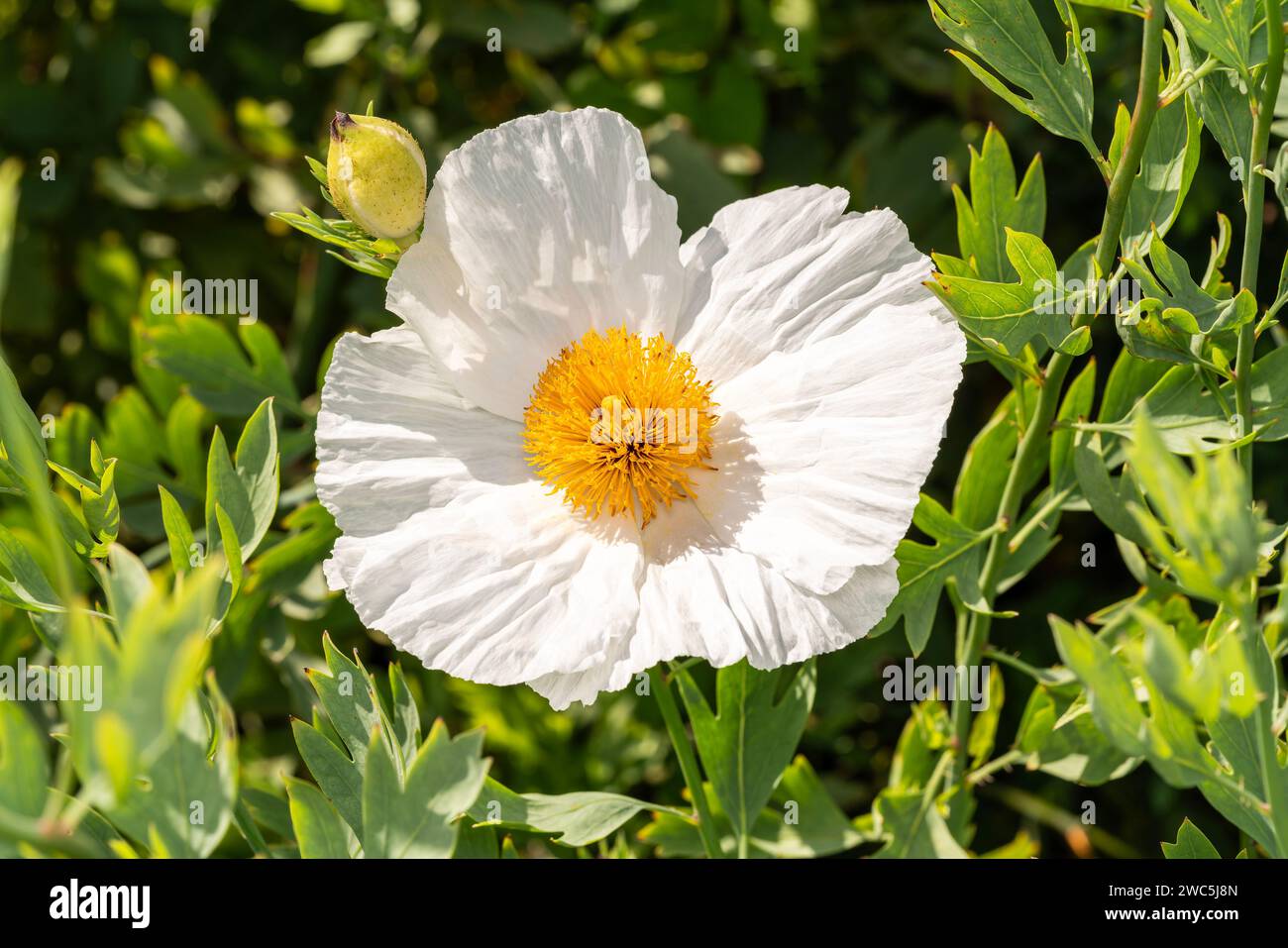 Romneya coulteri which is a summer flowering plant with a white ...