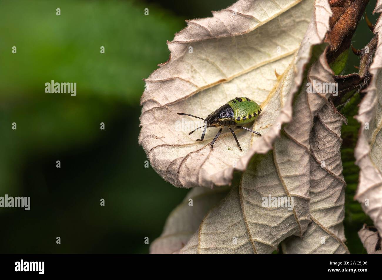 Nymph of common green shield bug Palomena prasina order Hemiptera often ...