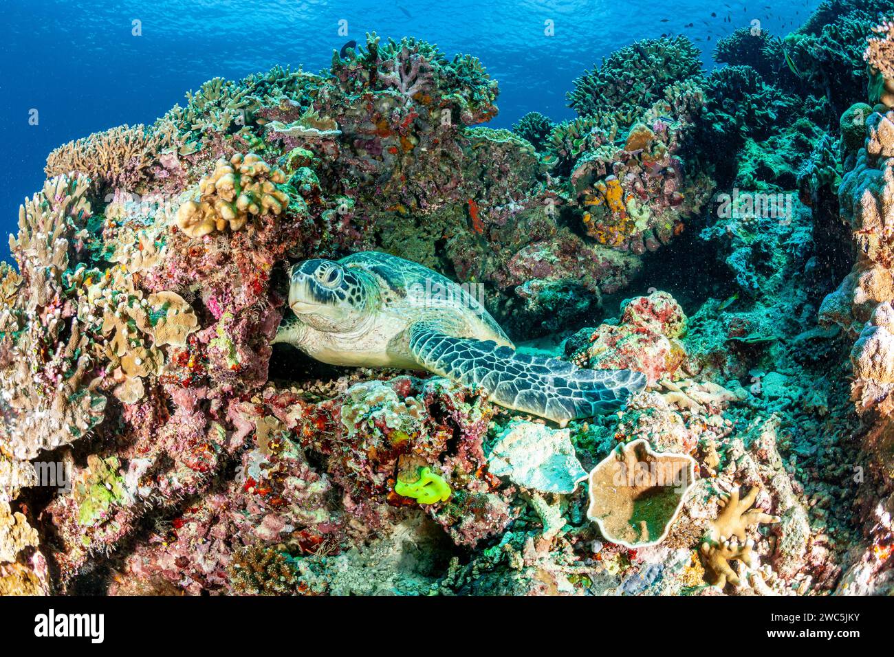 Malaysia, Sabah, Sipadan, Green Sea Turtle (Chelonia mydas Stock Photo ...