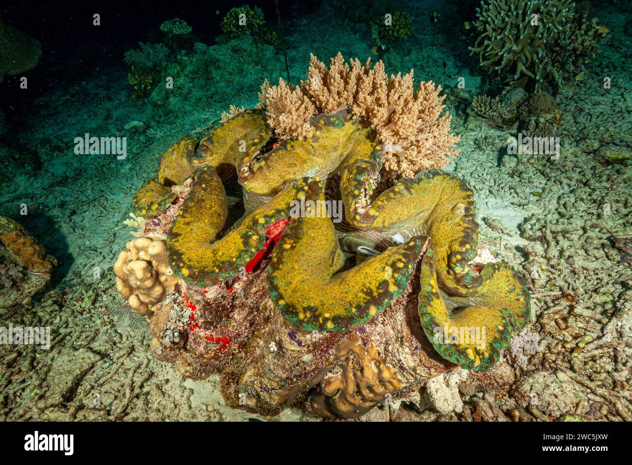 Malaysia, Sabah, Sipadan, Giant Clam (Tridacna gigas Stock Photo - Alamy