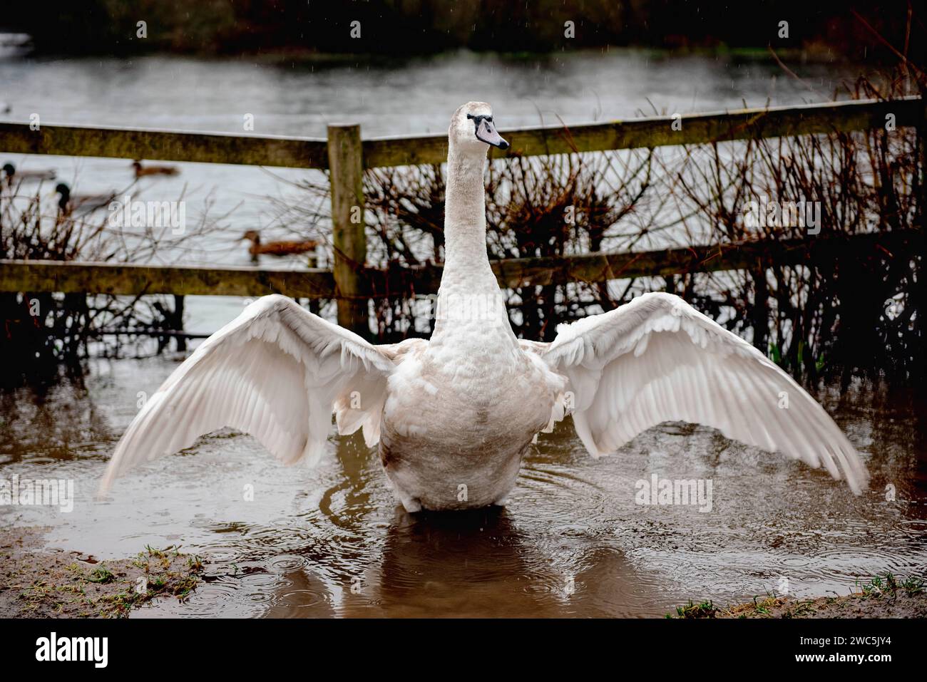 Spreading wisdom hi-res stock photography and images - Alamy