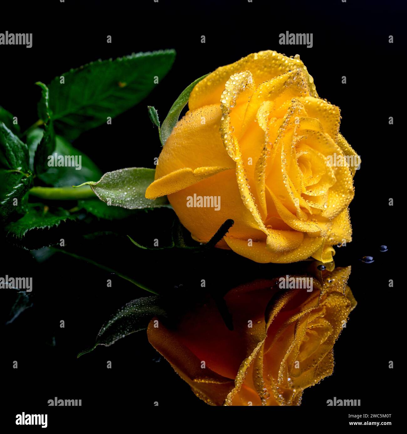 Rose horticulture hi-res stock photography and images - Alamy
