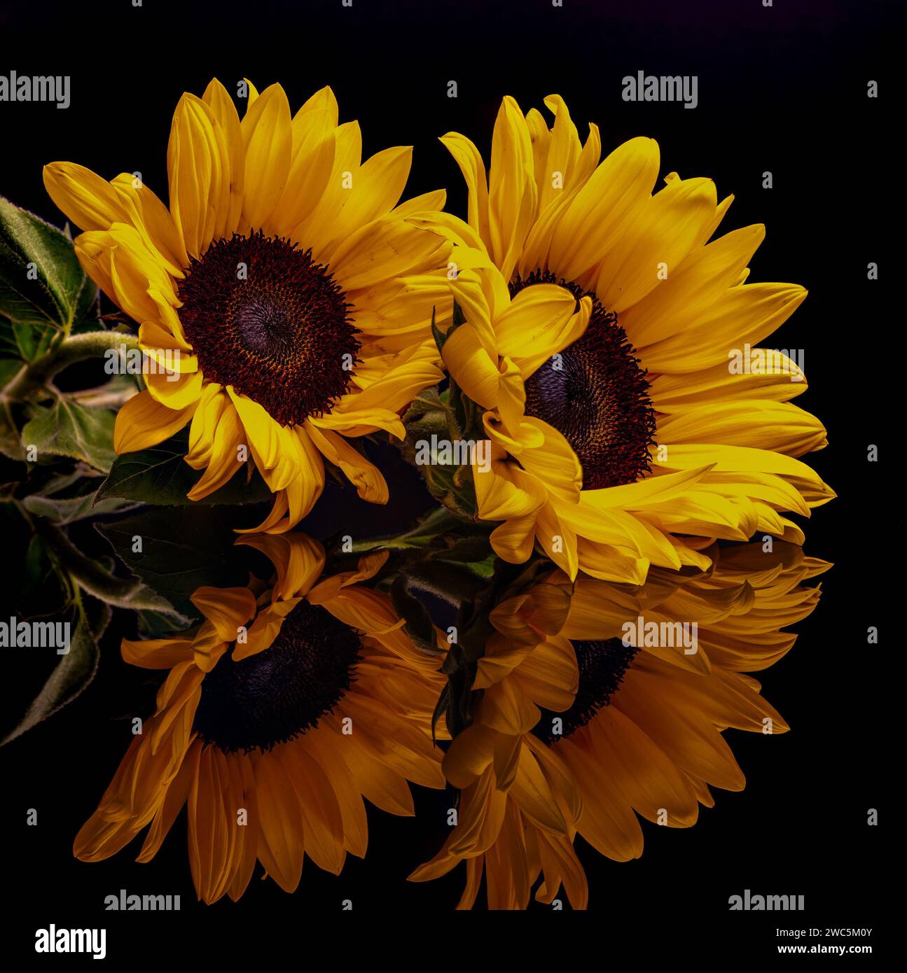 Sunflower reflection still life hi-res stock photography and images - Alamy