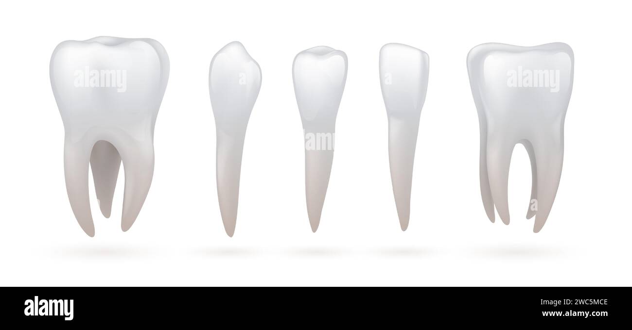 Human jaw mockup Stock Vector Images - Alamy