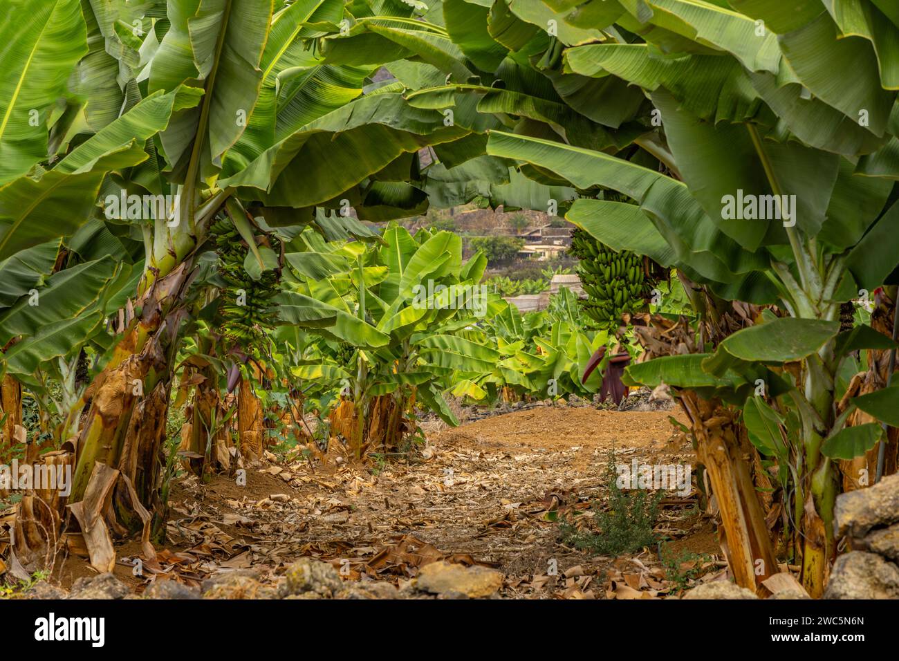 Dwarf banana plant Dwarf Cavendish banana plantation in Tenerife Spain ...