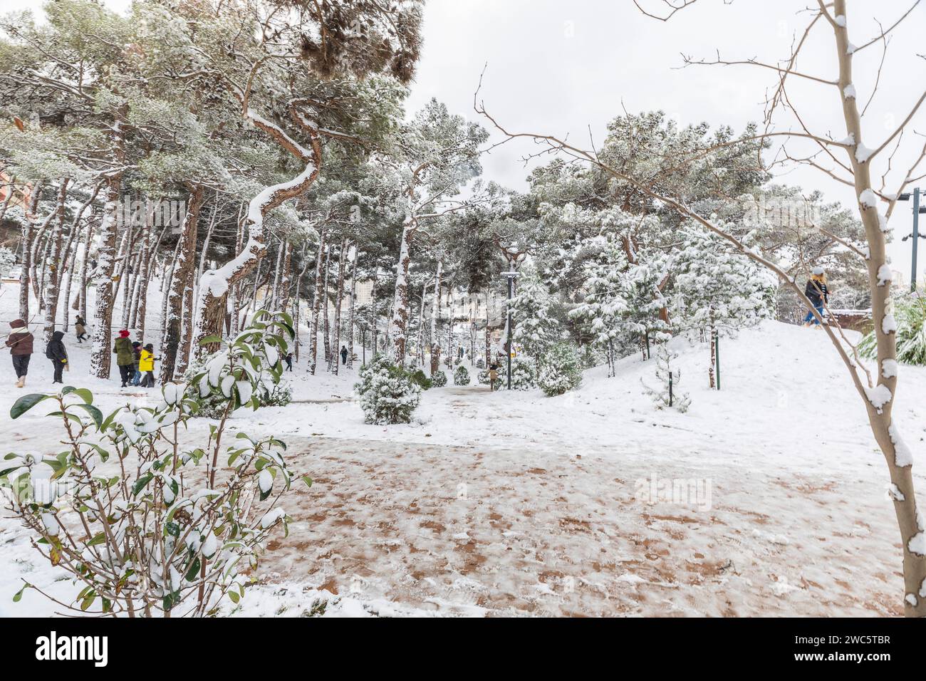 BAKU, AZERBAIJAN - JANUARY 31 2024: A park covered with snow in Baku in ...