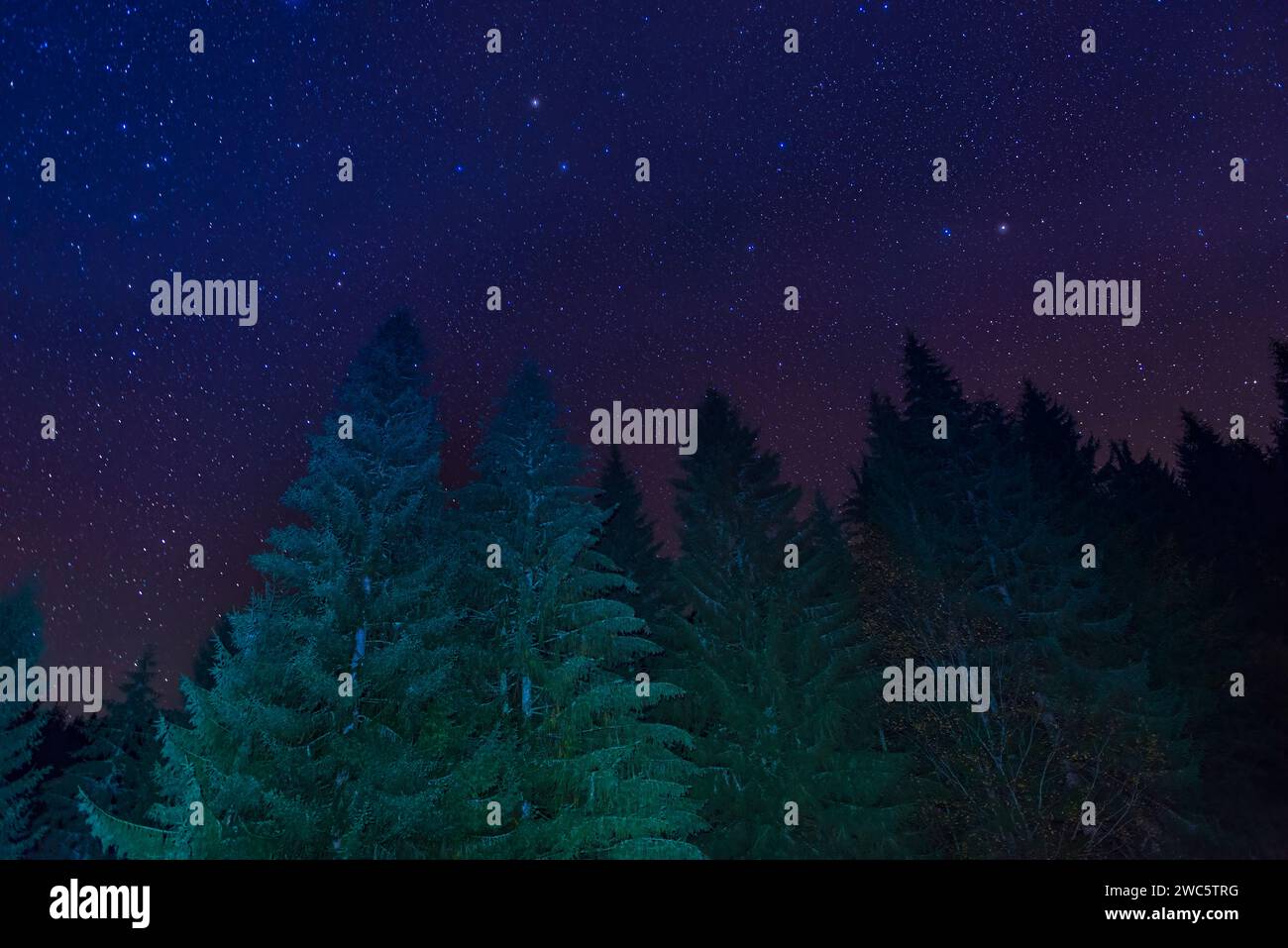 Night forest. Pine trees and dark night sky with stars. Original sky ...