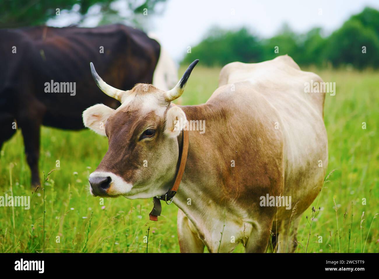 The cows are given access to fresh grass, which is essential for their ...