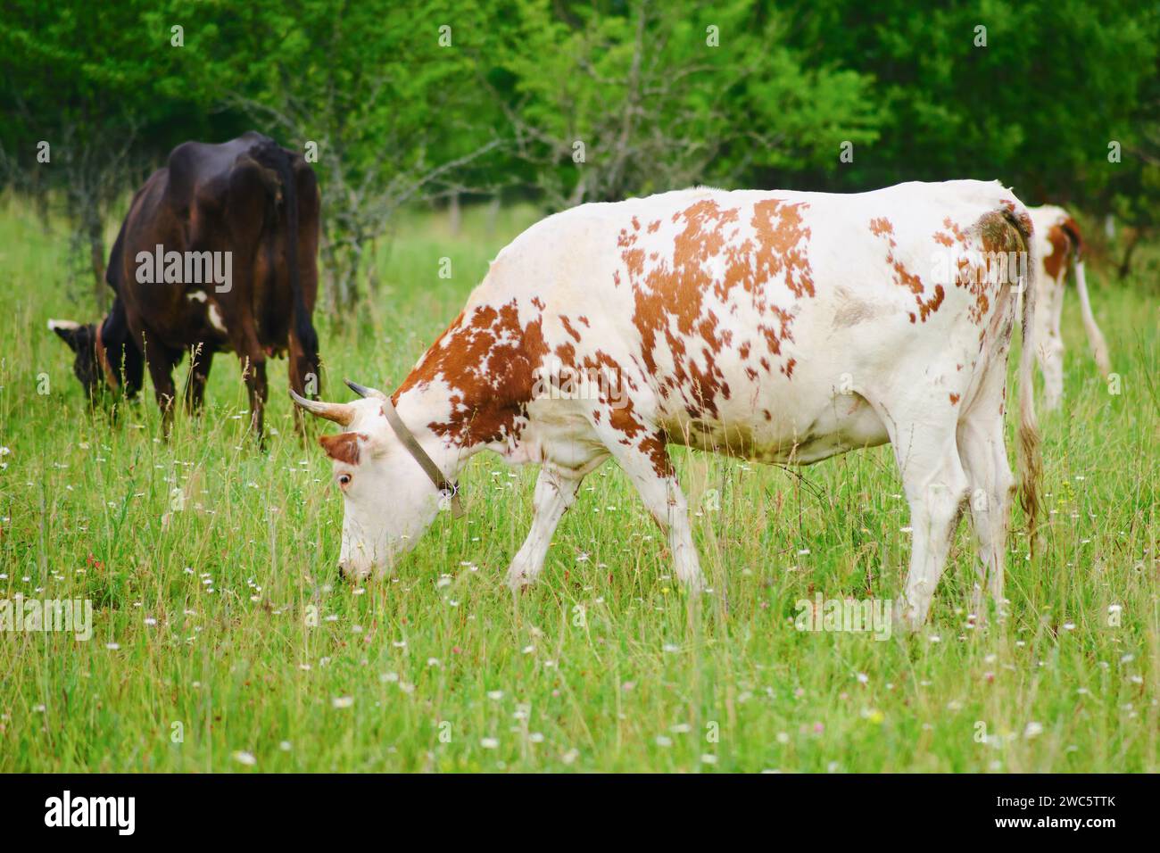 White calf peacefully eating grass hi-res stock photography and images ...