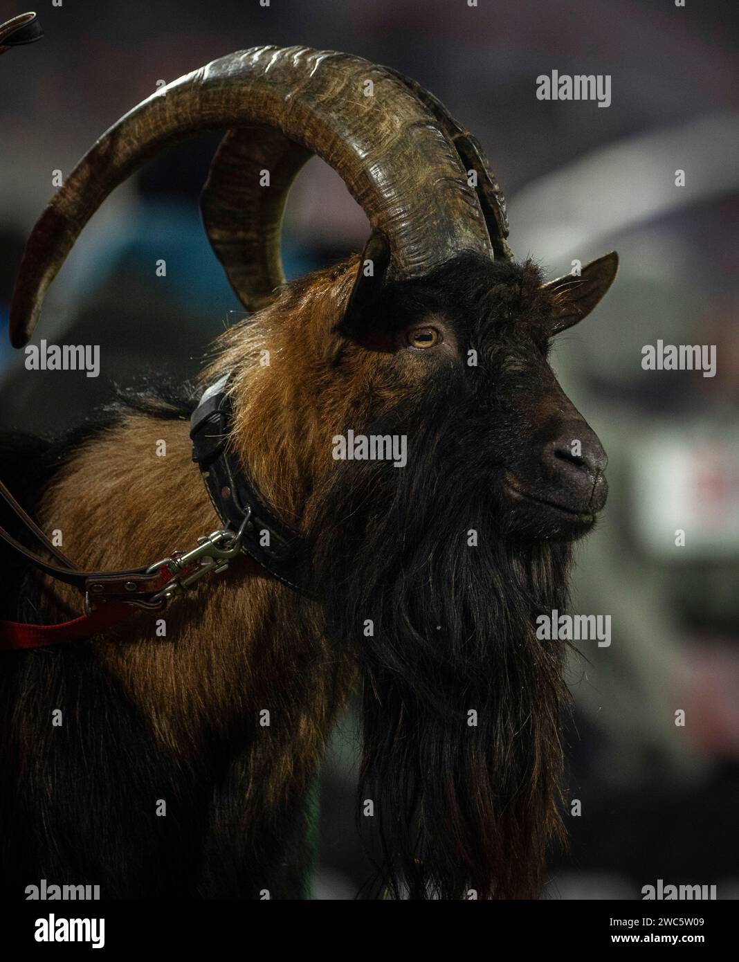 Cologne, Germany. 13th Jan 2024. Geißbock Hennes IX 1. FC Köln - 1. FC ...