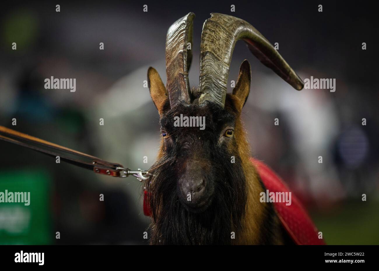 Cologne, Germany. 13th Jan 2024. Geißbock Hennes IX 1. FC Köln - 1. FC ...