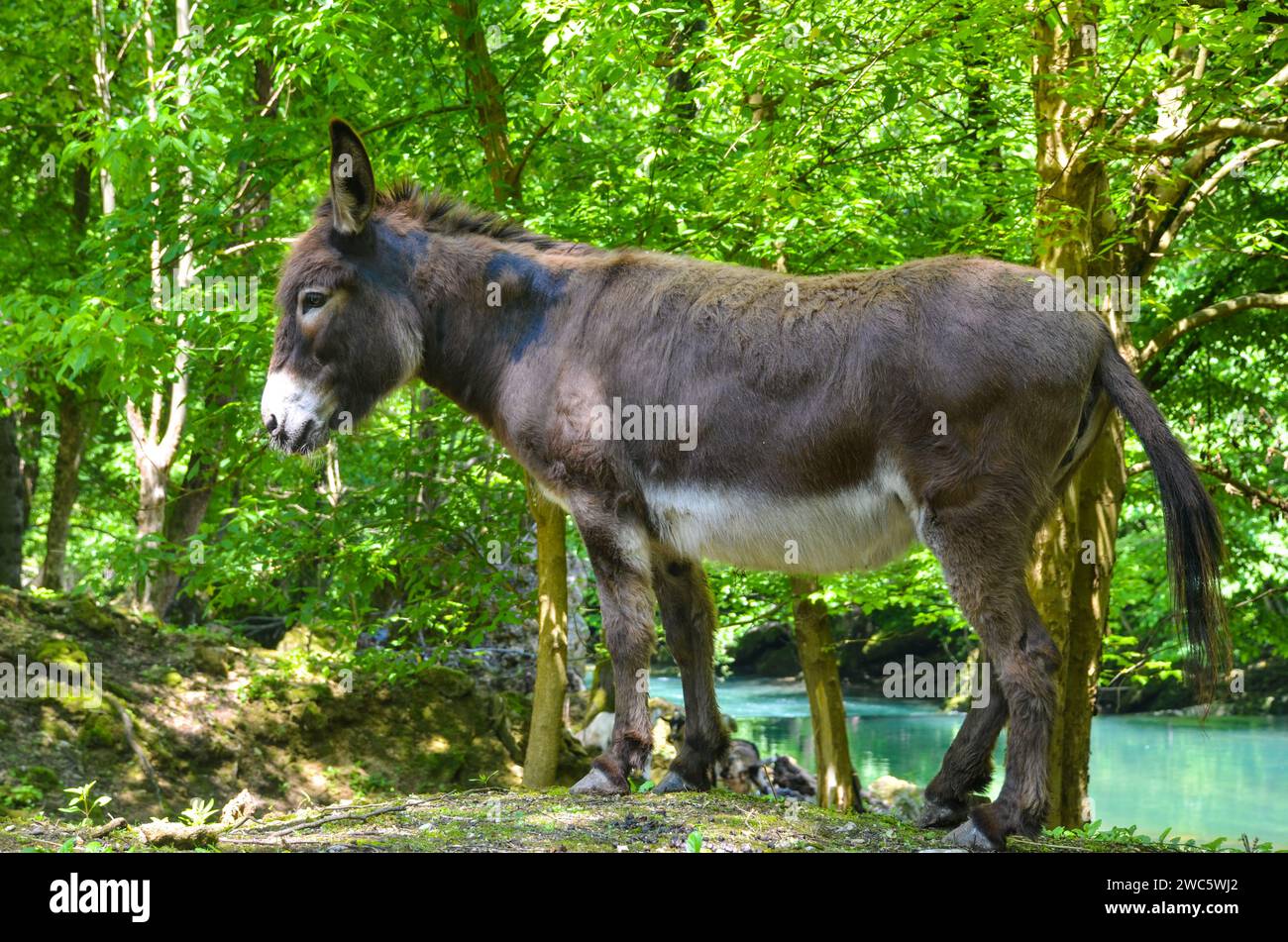 Donkey at farm hi-res stock photography and images - Alamy