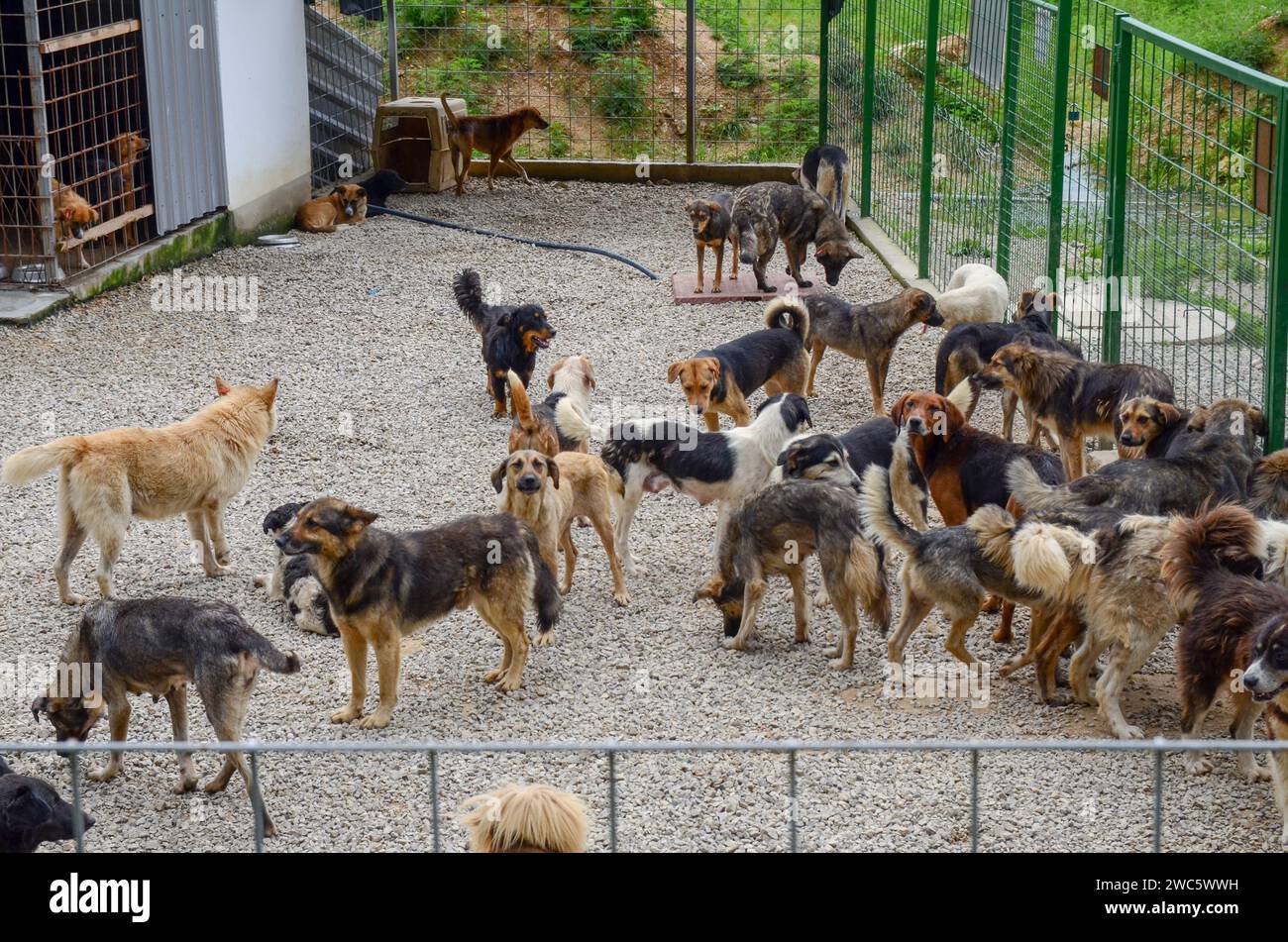 Abandoned dogs in animal shelter. Stray dogs in living in terrible ...