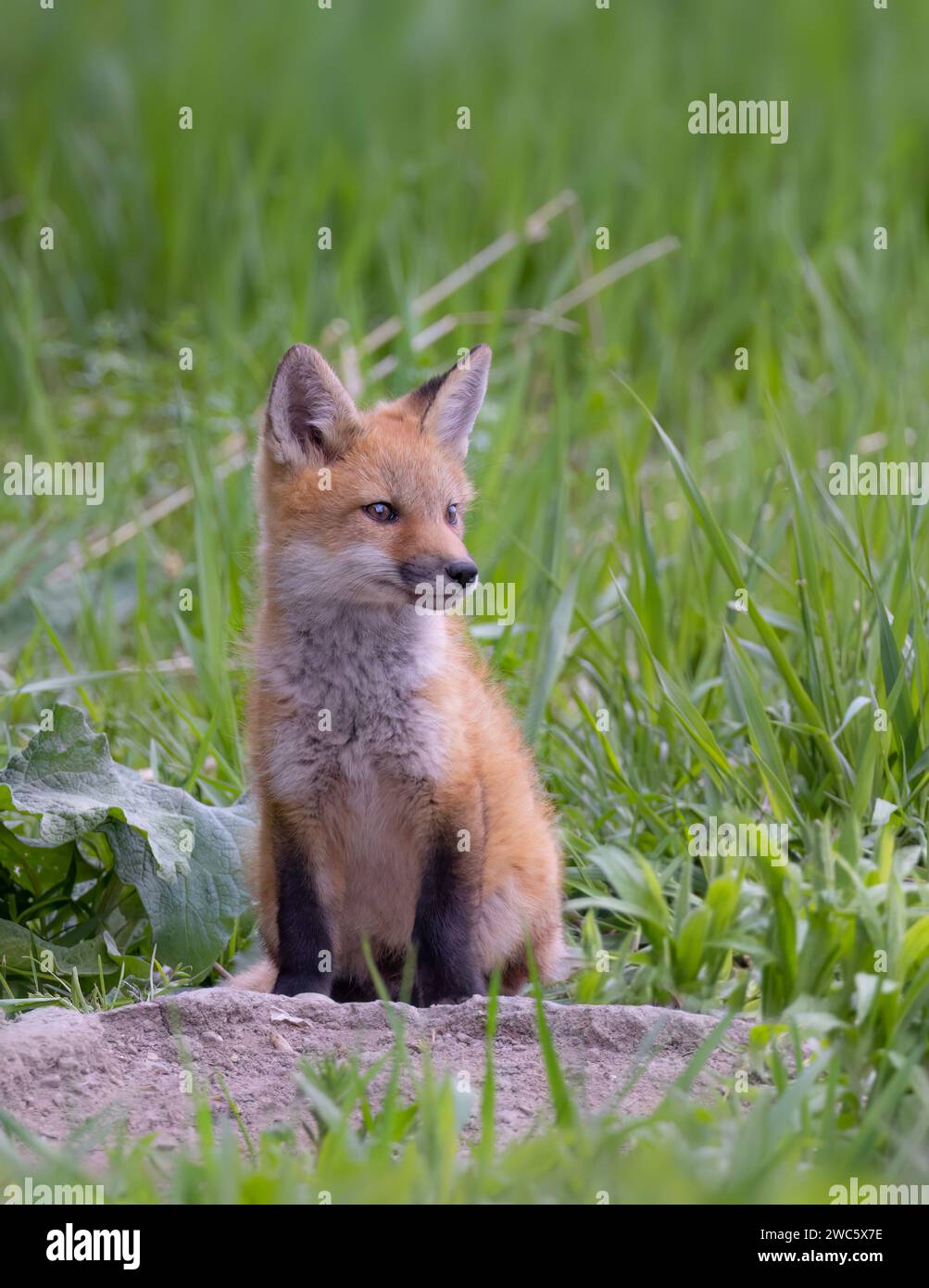 Red fox kit (Vulpes vulpes) standing by its den in the forest in early ...