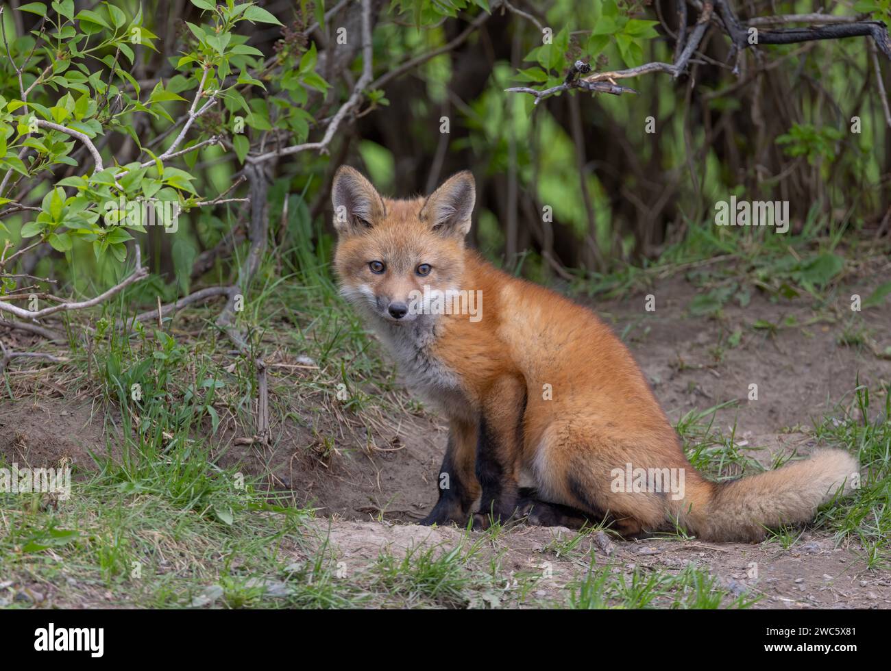 Red fox kit (Vulpes vulpes) standing by its den in the forest in early spring in Canada Stock ...