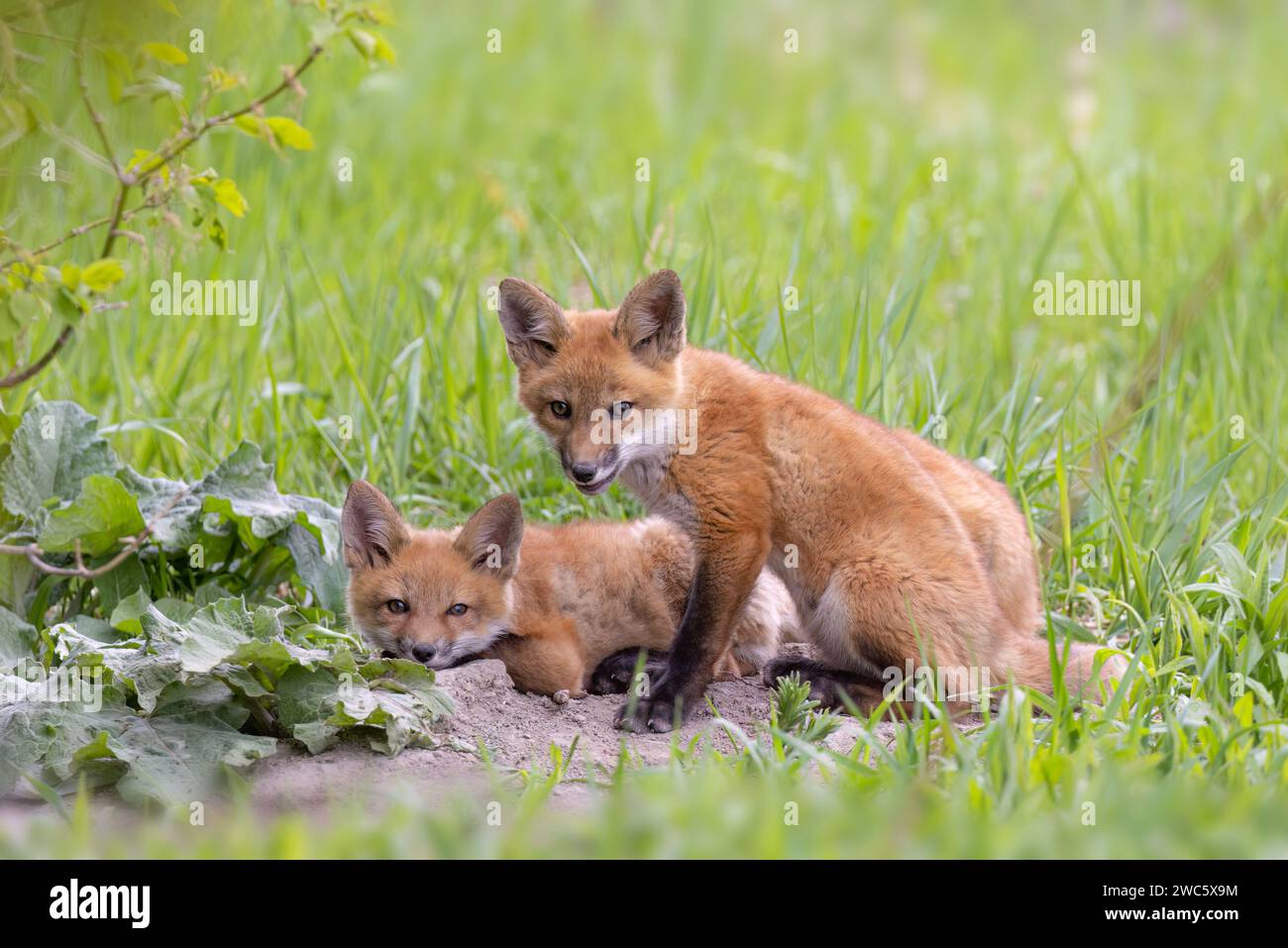 Red fox kits (Vulpes vulpes) sitting by its den deep in the forest in early spring in Canada ...