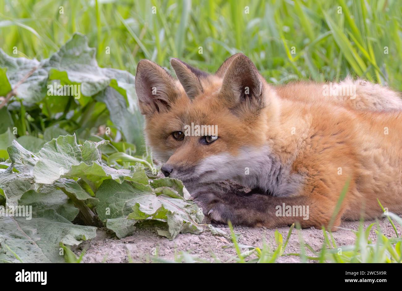 Red fox kits (Vulpes vulpes) sitting by its den deep in the forest in early spring in Canada ...