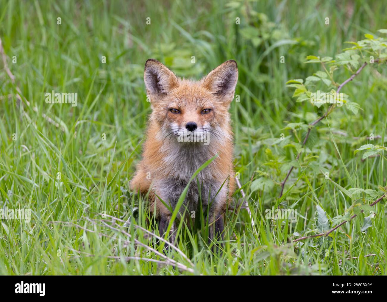 Red fox in spring hi-res stock photography and images - Alamy