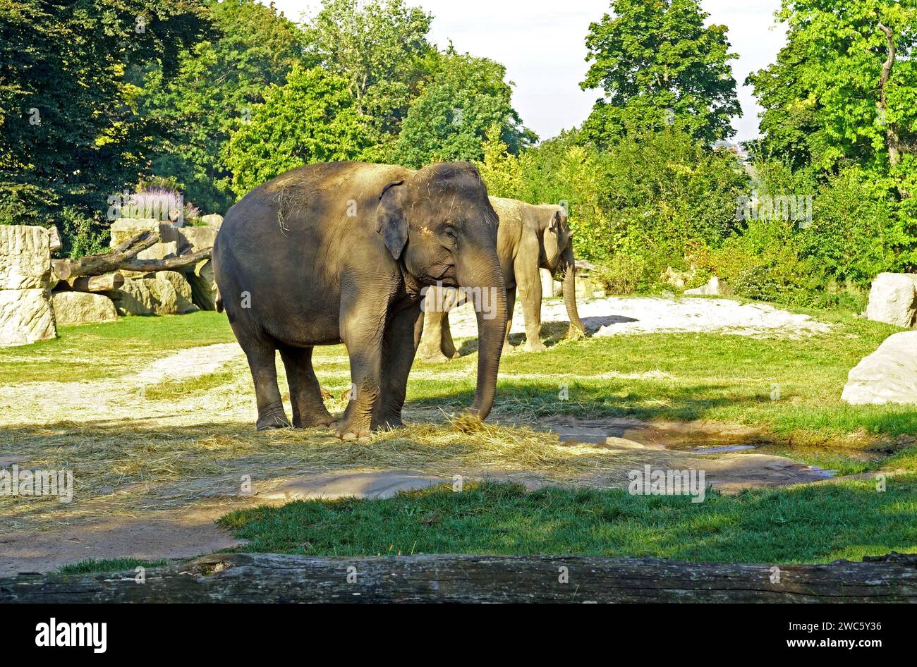 Elephant eating hay hi-res stock photography and images - Alamy