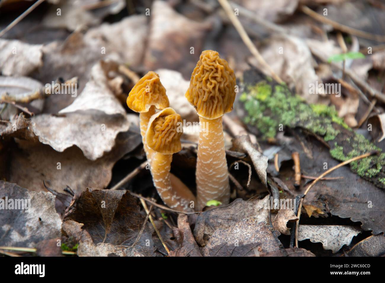 Morchella, the true morels, is a genus of edible sac fungi with exotic ...