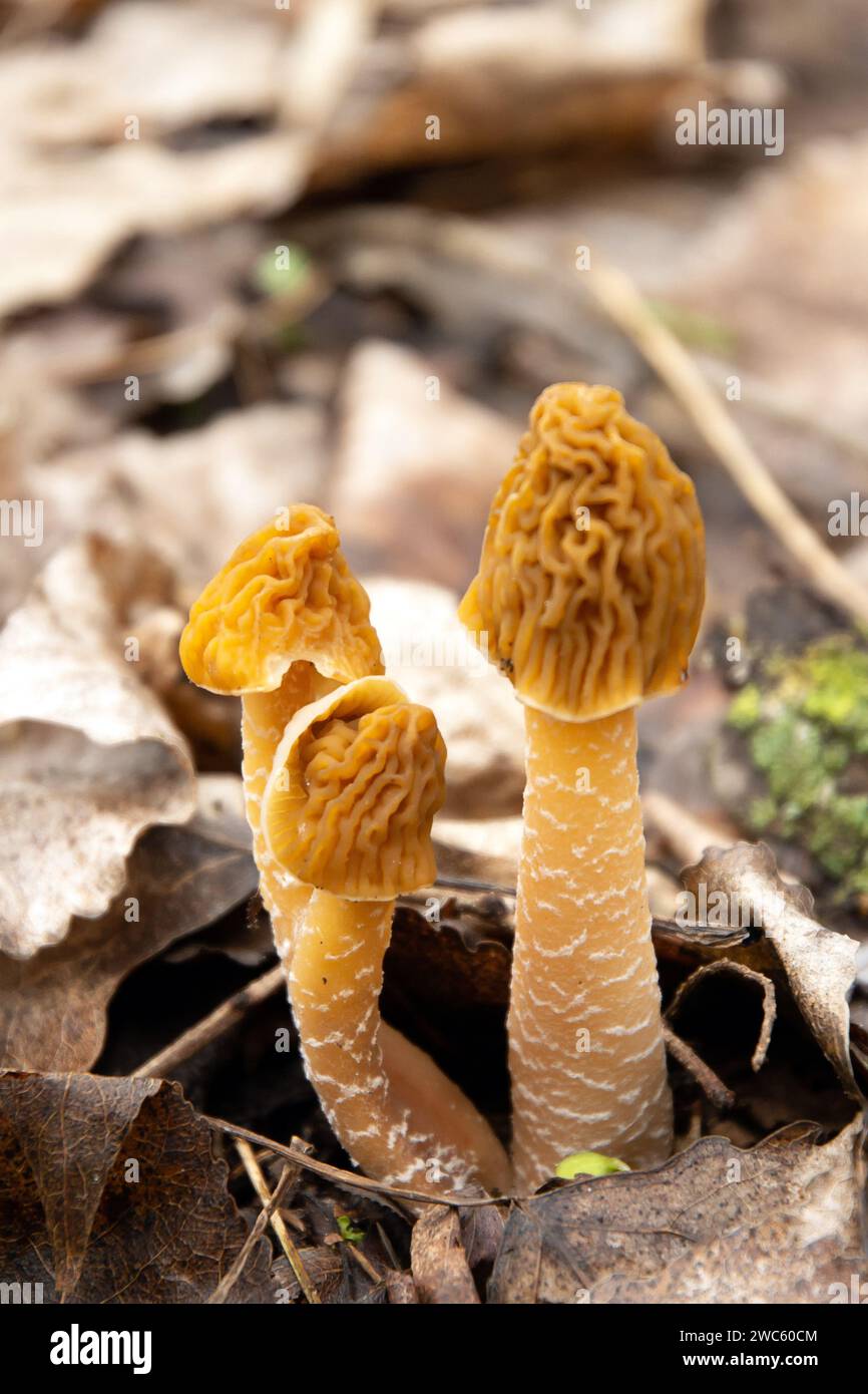 Morchella, the true morels, is a genus of edible sac fungi with exotic ...