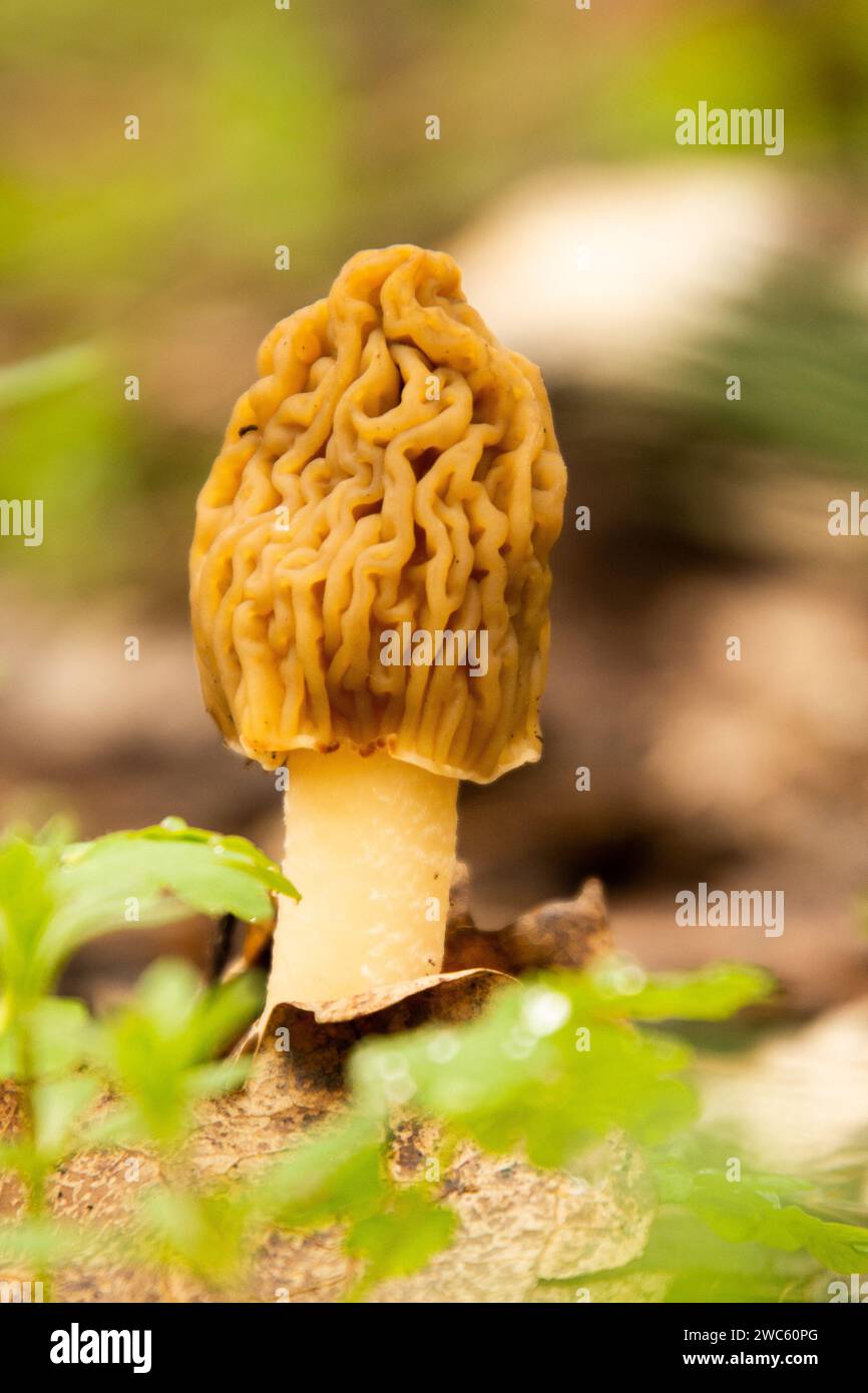 Morchella, the true morels, is a genus of edible sac fungi with exotic ...
