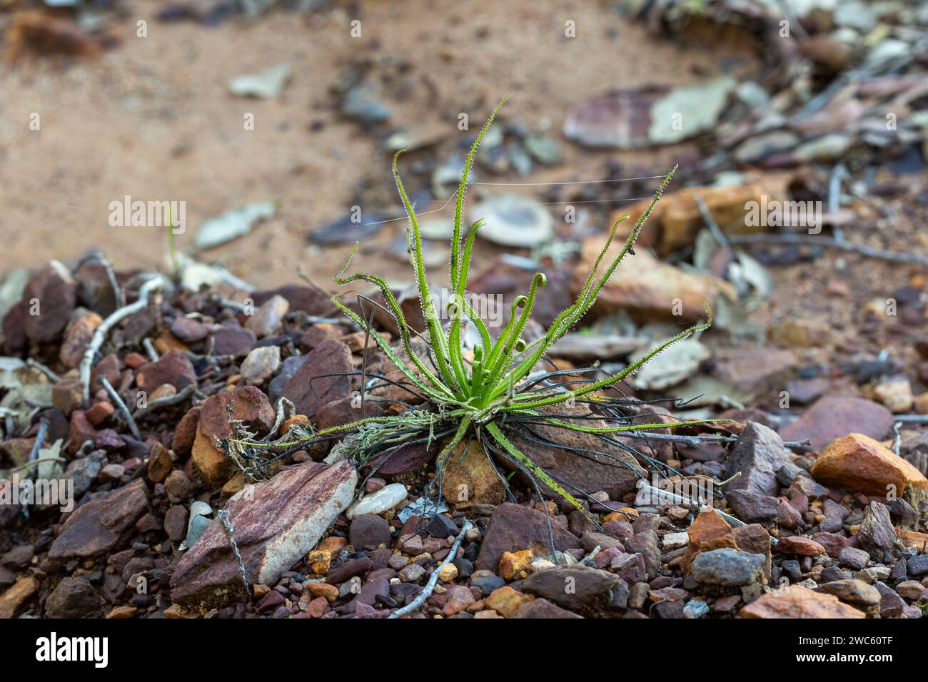 Drosophyllum lusitanicum, the Dewy Pine, in natural habitat in Portugal ...