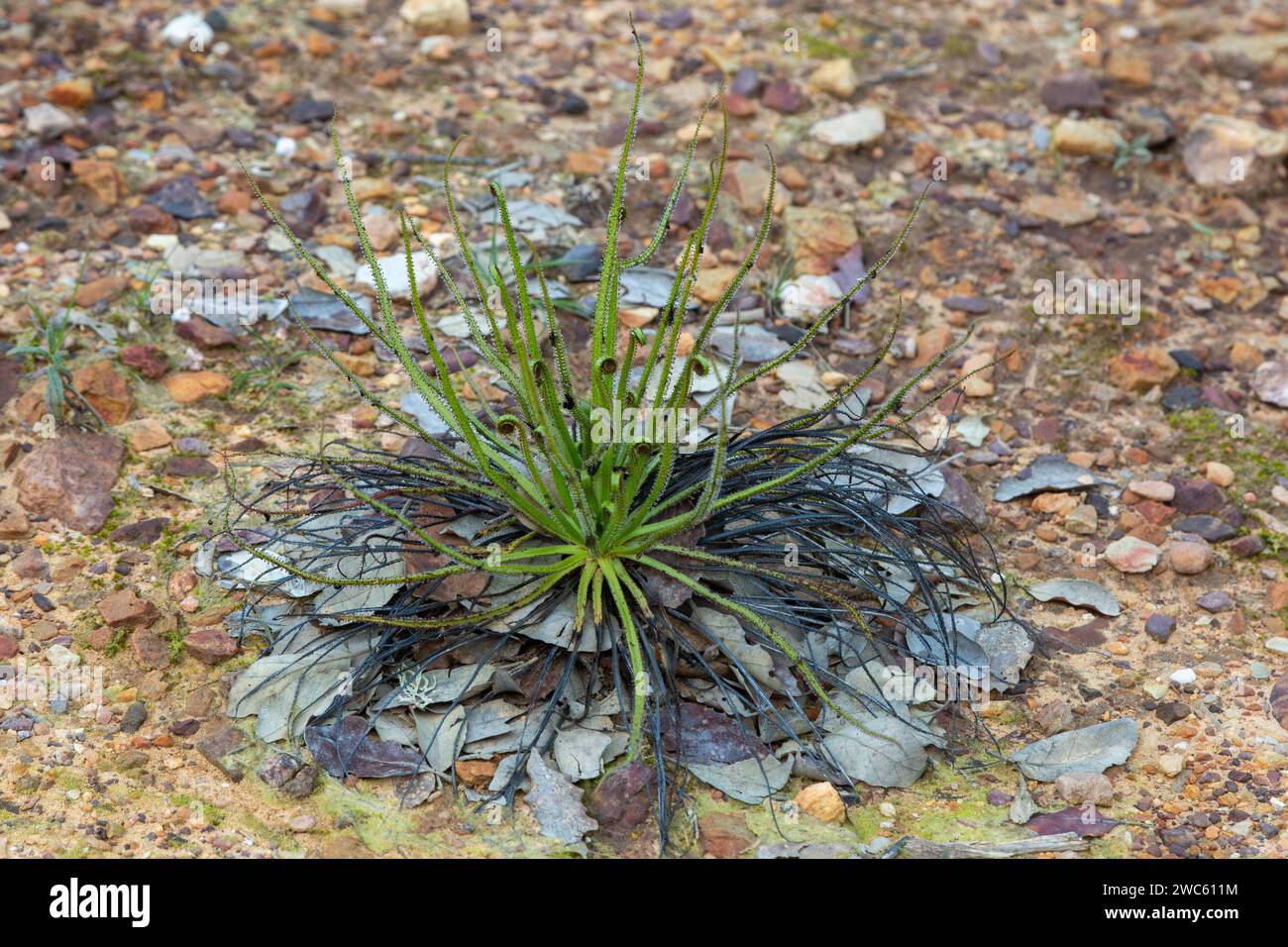 Drosophyllum lusitanicum, the Dewy Pine, in natural habitat in Portugal ...