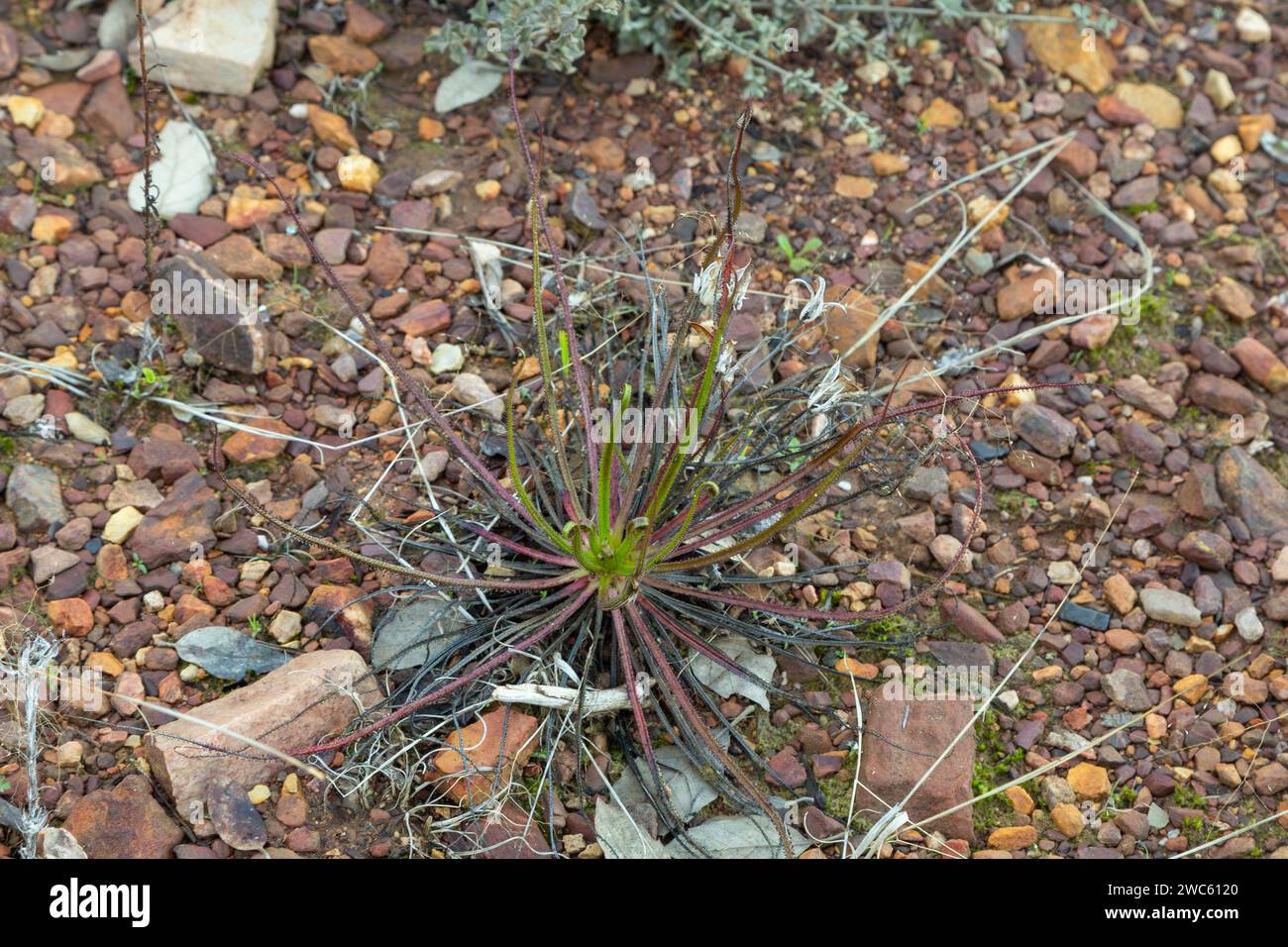Drosophyllum lusitanicum, the Dewy Pine, in natural habitat in Portugal ...