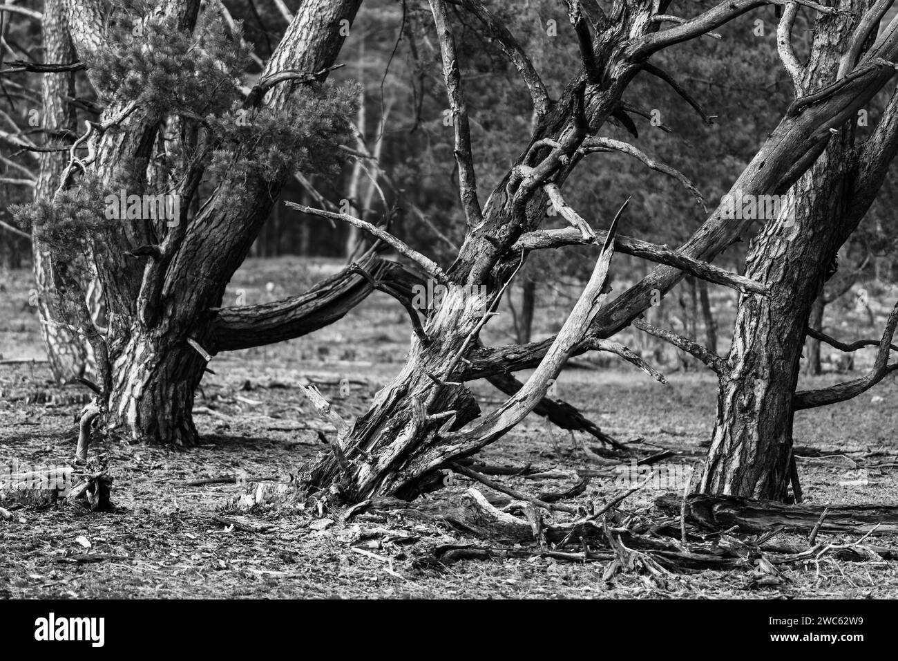 Dry and fallen trees in the forest. Black and white Stock Photo - Alamy