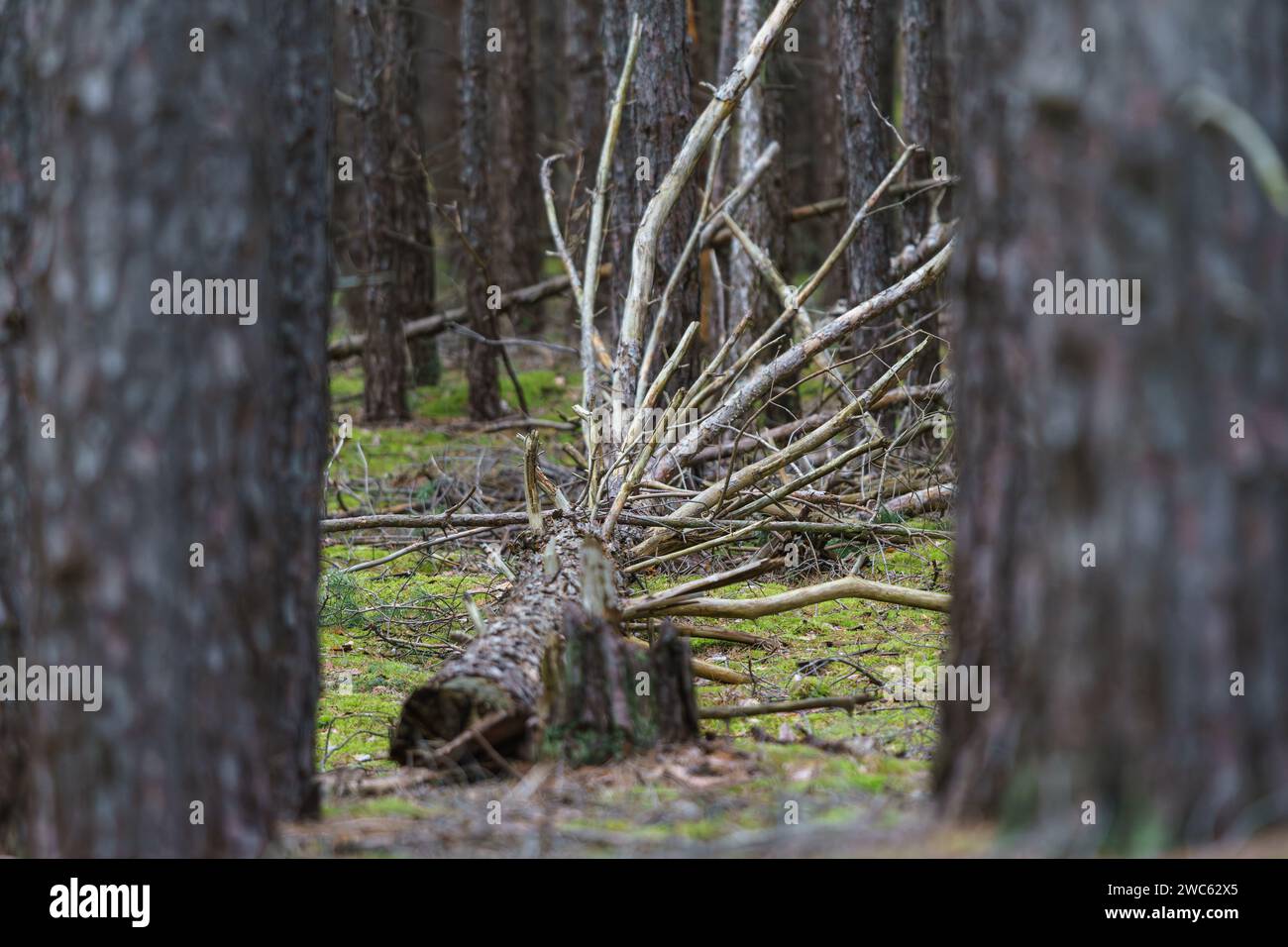 Dry and fallen trees in the forest Stock Photo - Alamy