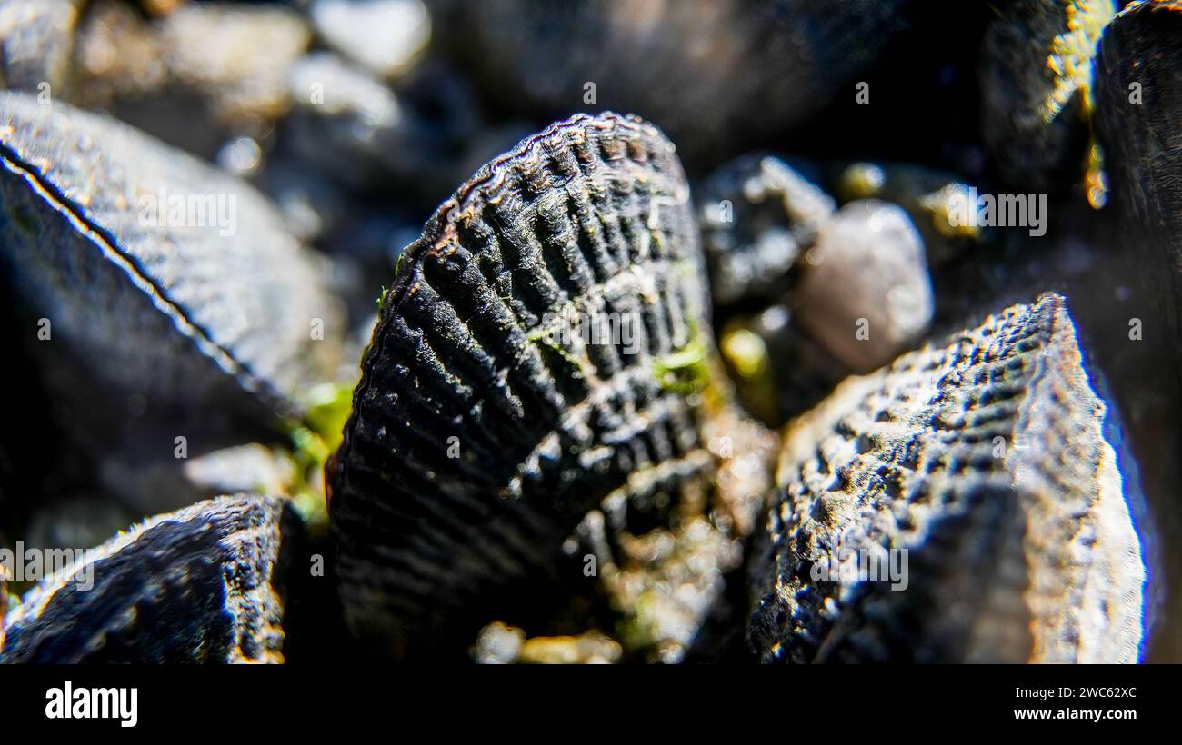 Macro photography background from shells on beach Stock Photo - Alamy