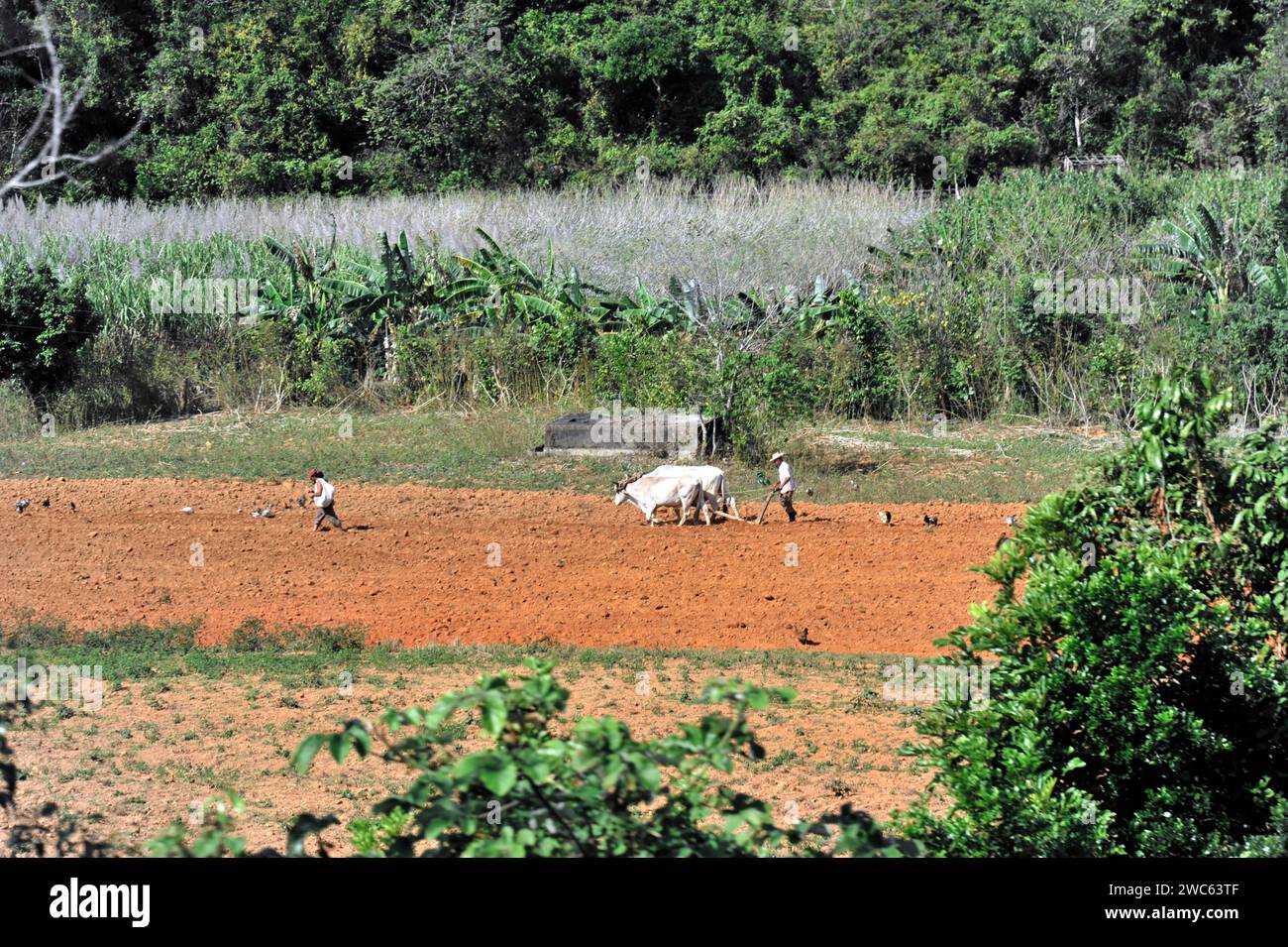 Cattle america hi-res stock photography and images - Alamy