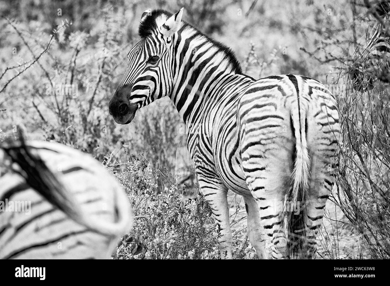 Living in national park Black and White Stock Photos & Images - Alamy