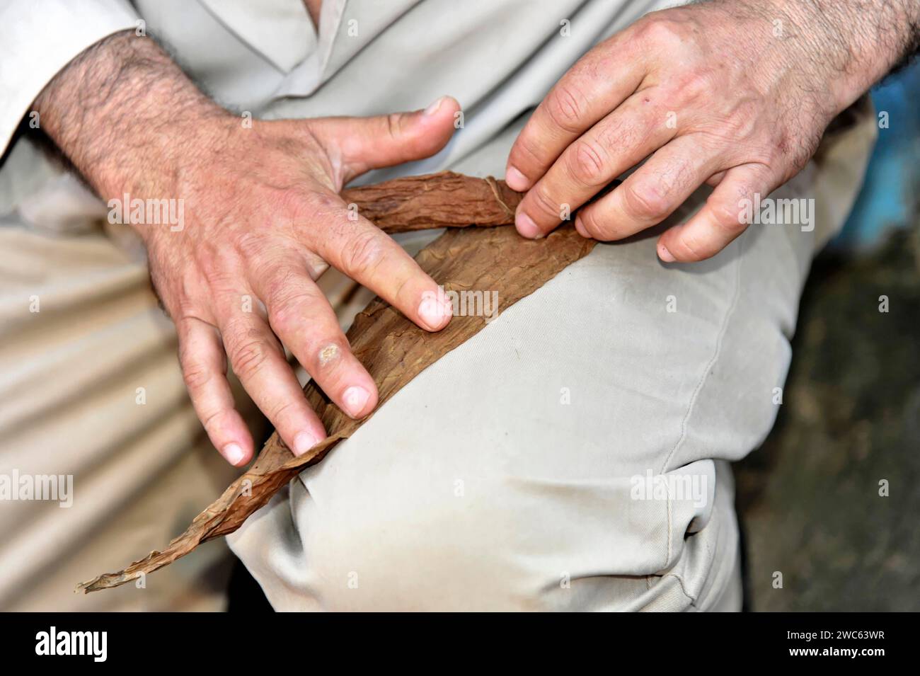 Tobacco farmer rolling a cigar, tobacco plant (Nicotiana), tobacco ...