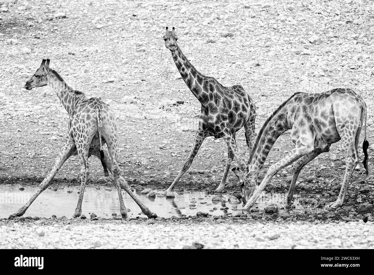 Angolan giraffe (Giraffa angolensis), drinking, drinking, animal ...