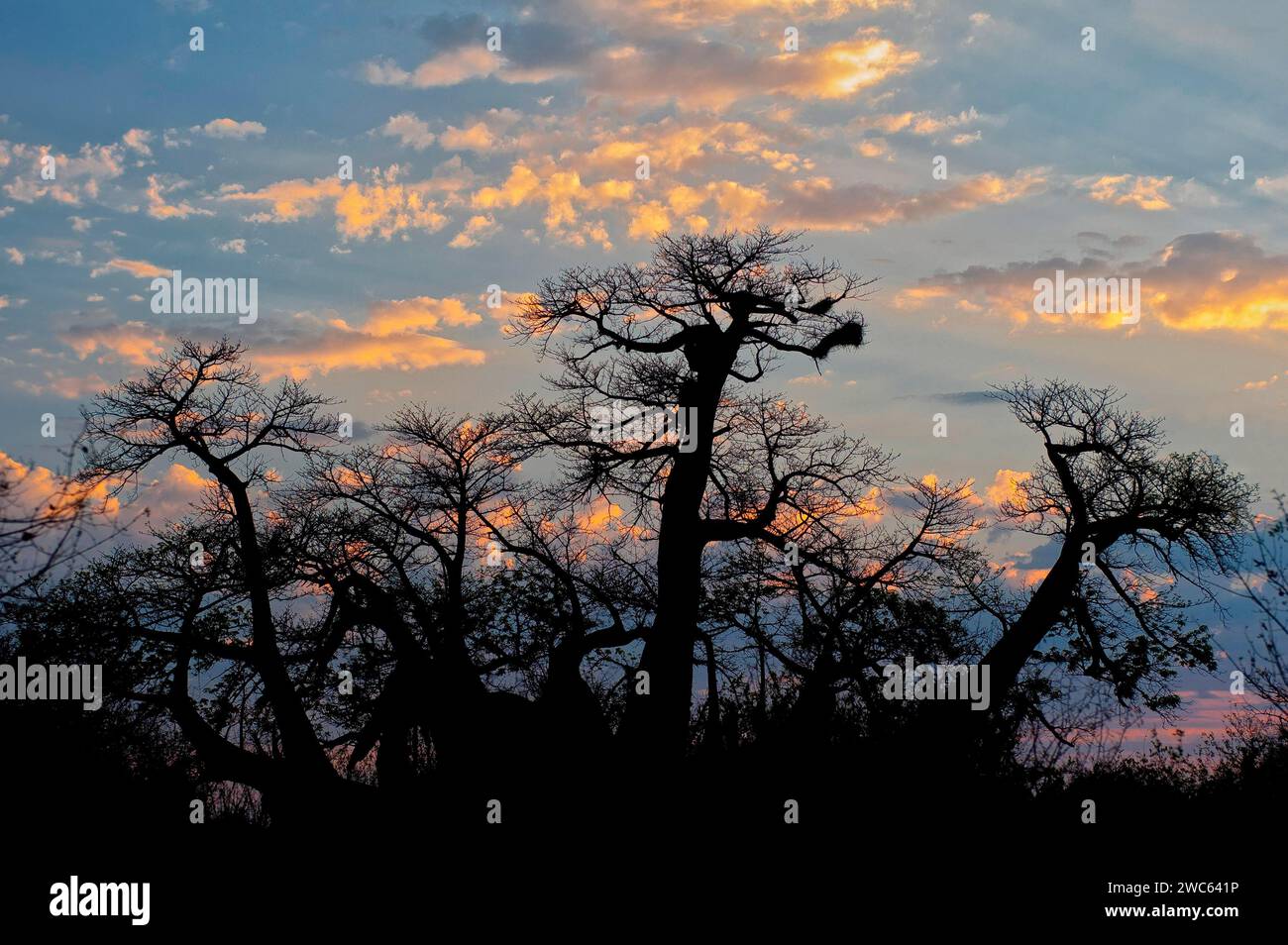 Giant african baobab (Adansonia digitata), evening sun, sunset, nature ...
