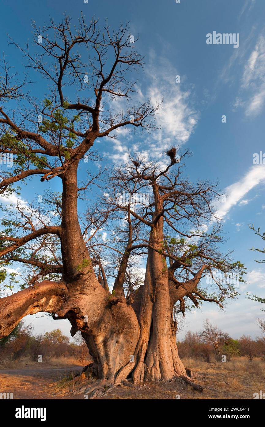 Giant african baobab (Adansonia digitata), baobab, deciduous tree ...