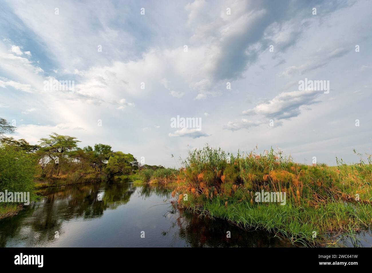River cruise in the Okavango Delta, reeds, clouds, nature, natural ...