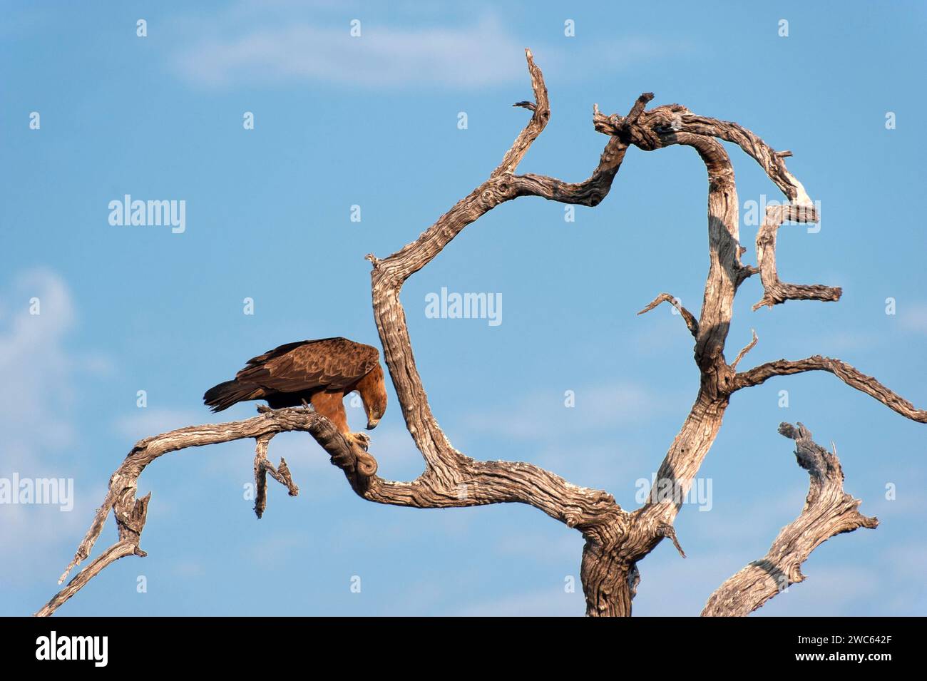 Eagle Catching Green Snake