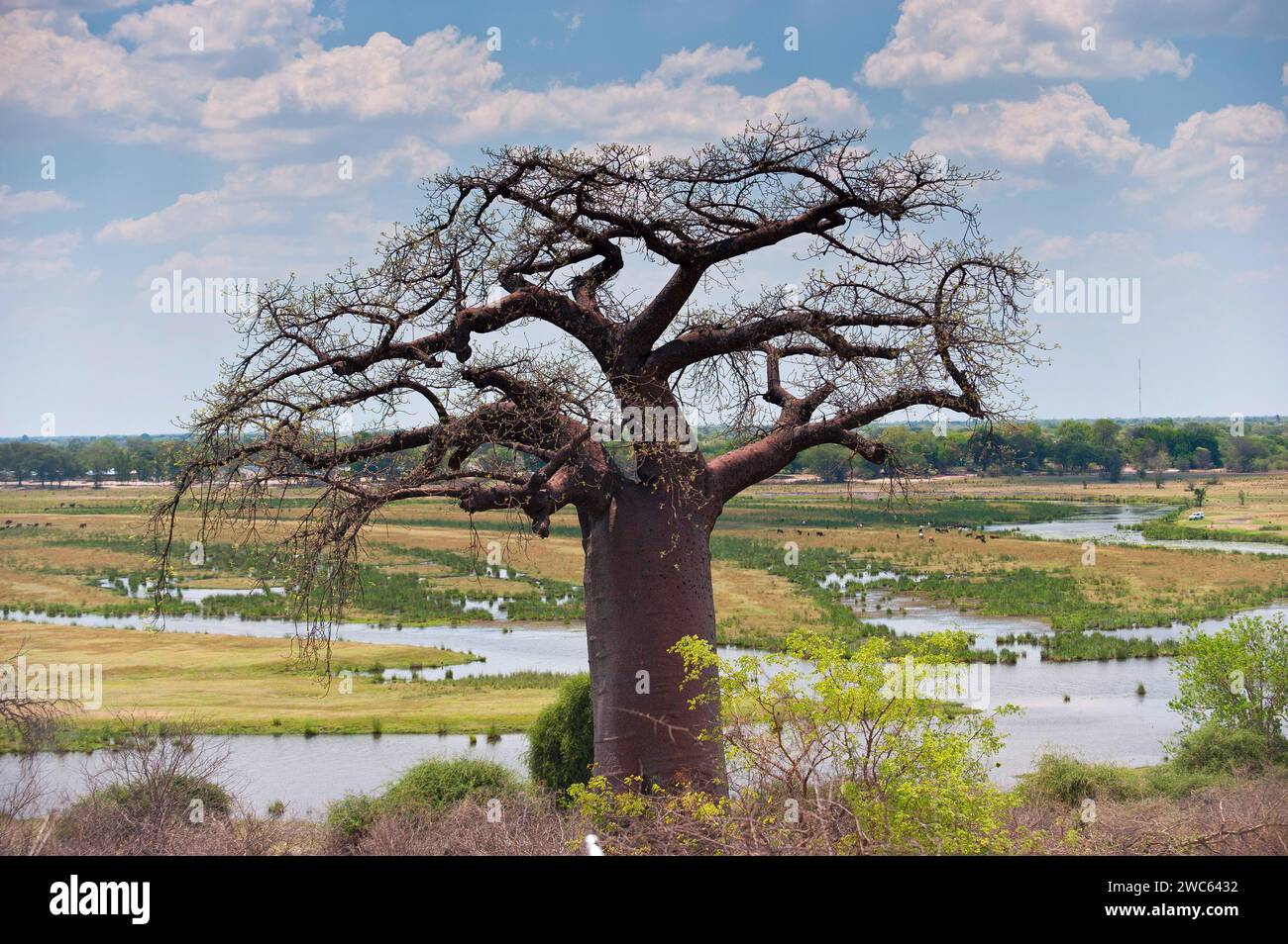 Giant african baobab (Adansonia digitata), baobab, deciduous tree ...