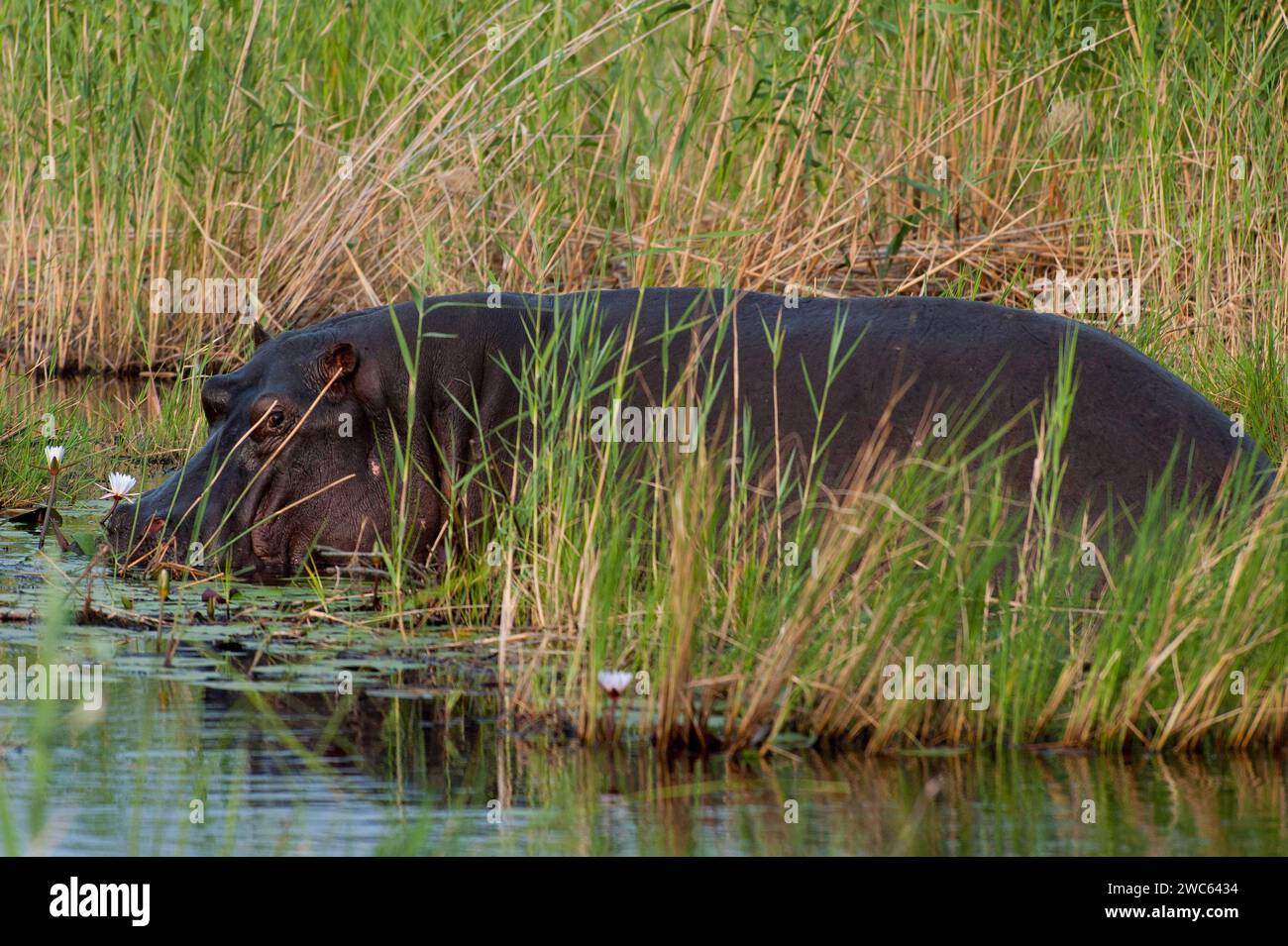 Hippopotamus (Hippopotamus amphibius), Hippopotamus, animal, danger ...
