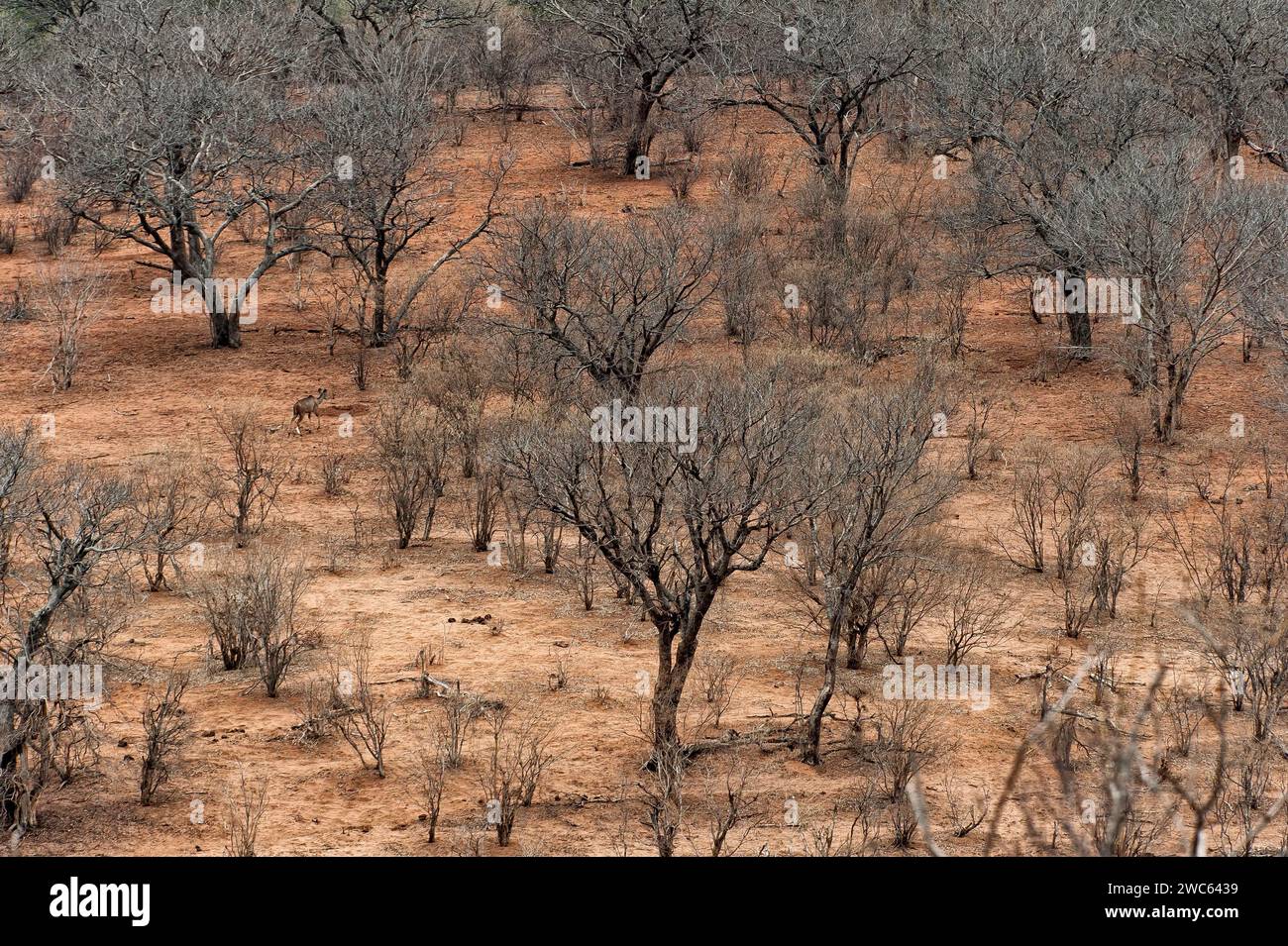 Dry landscape, climate change, dry, aridity, climate, vegetation ...